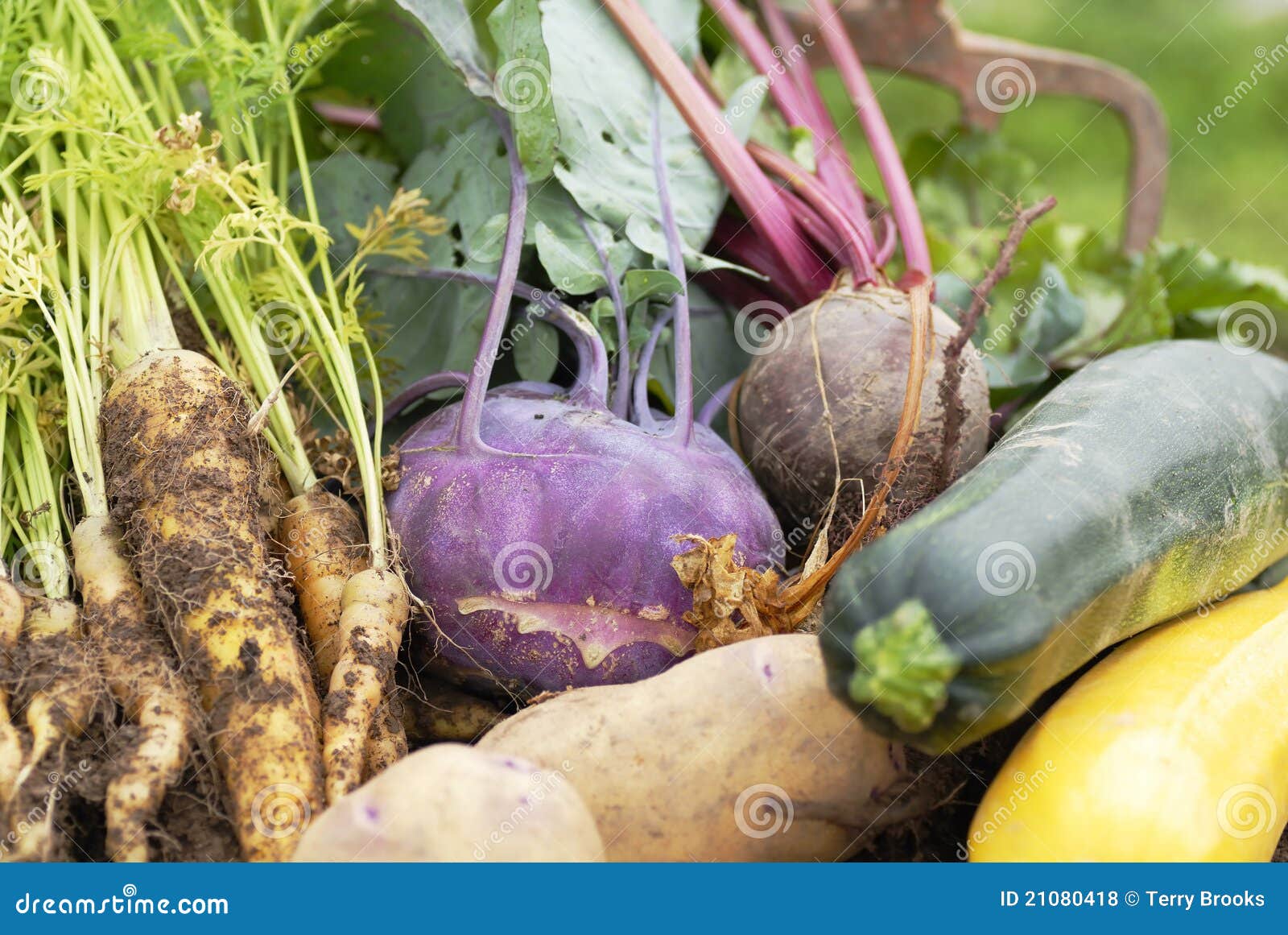 Collection of Harvested Vegetables. Stock Photo - Image of crop ...