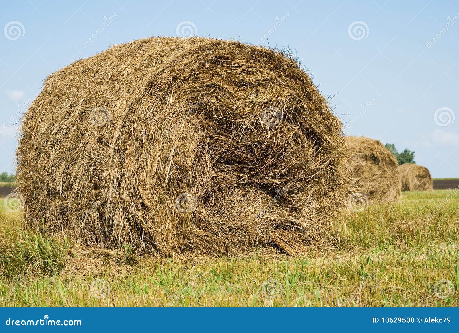 Collection of hay in bales stock photo. Image of horizon - 10629500