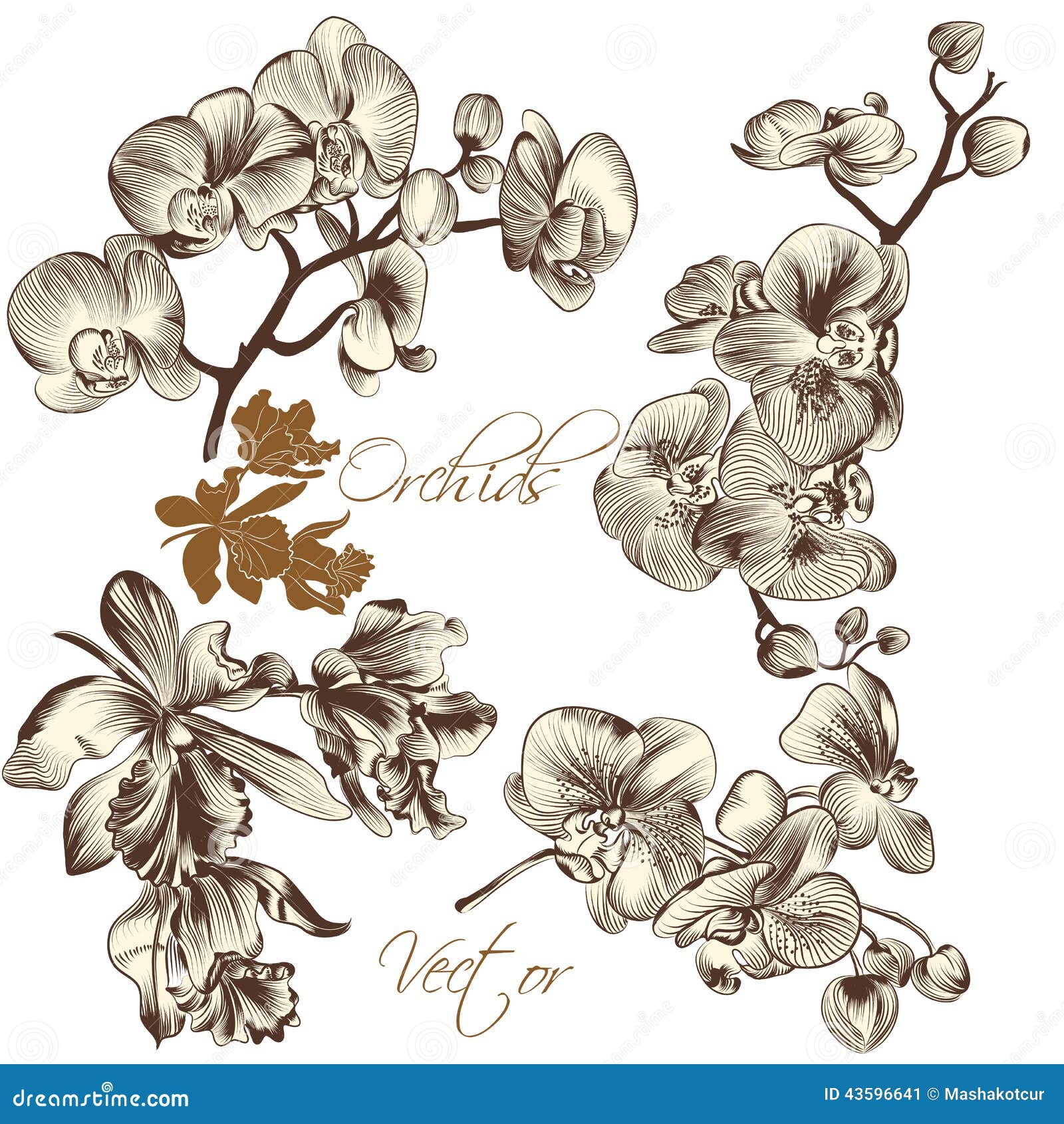 Collection of High Detailed Vector Orchid Flowers Stock Vector ...