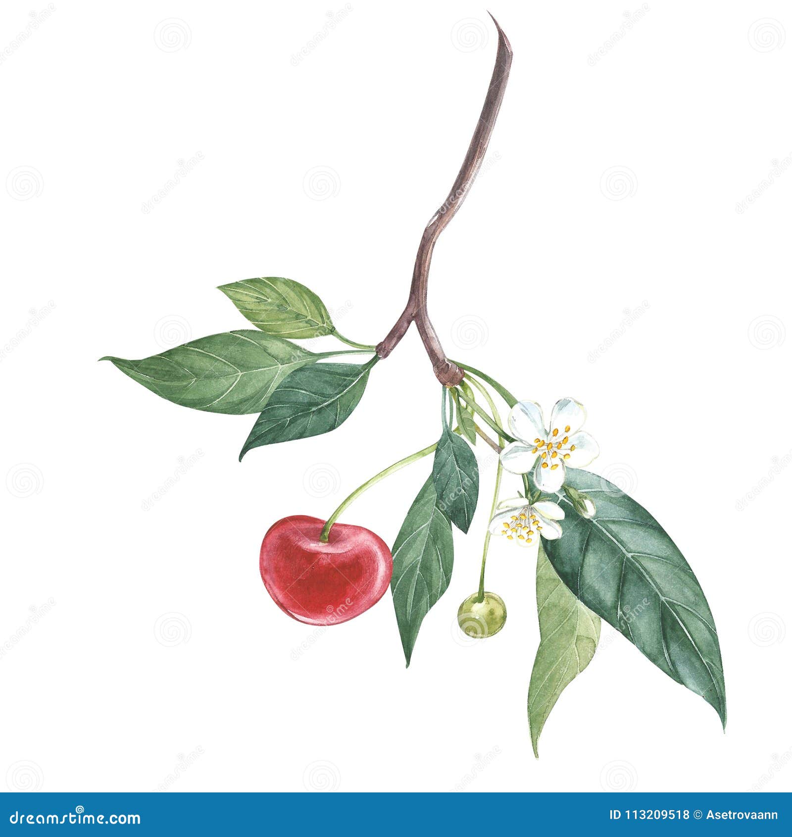Collection Of Highly Detailed Hand Drawn Cherry Watercolor Botanical Illustration Isolated On