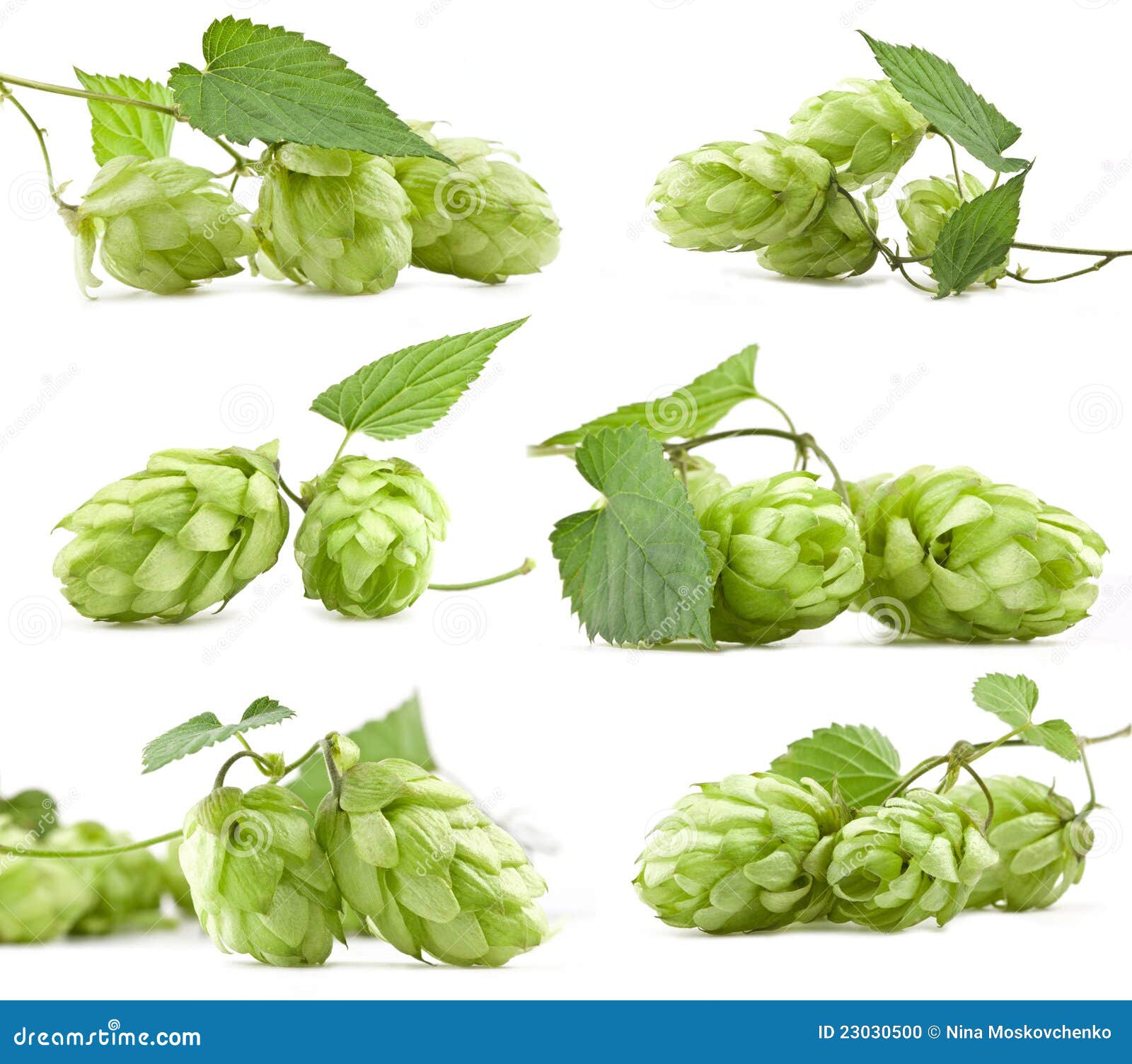 Collection of hops stock photo. Image of food, crop, brew - 23030500