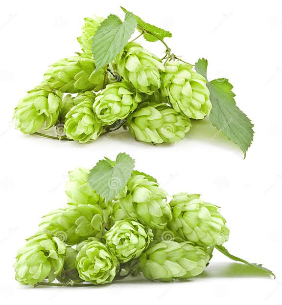 Collection of hops stock image. Image of nature, lager - 24259019