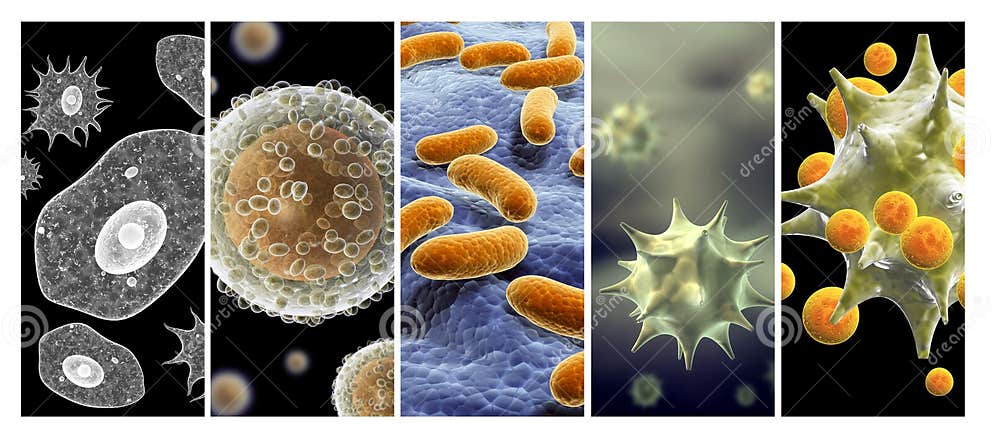Collection of Horizontal or Vertical Banners with Pathogenic Bacterias ...