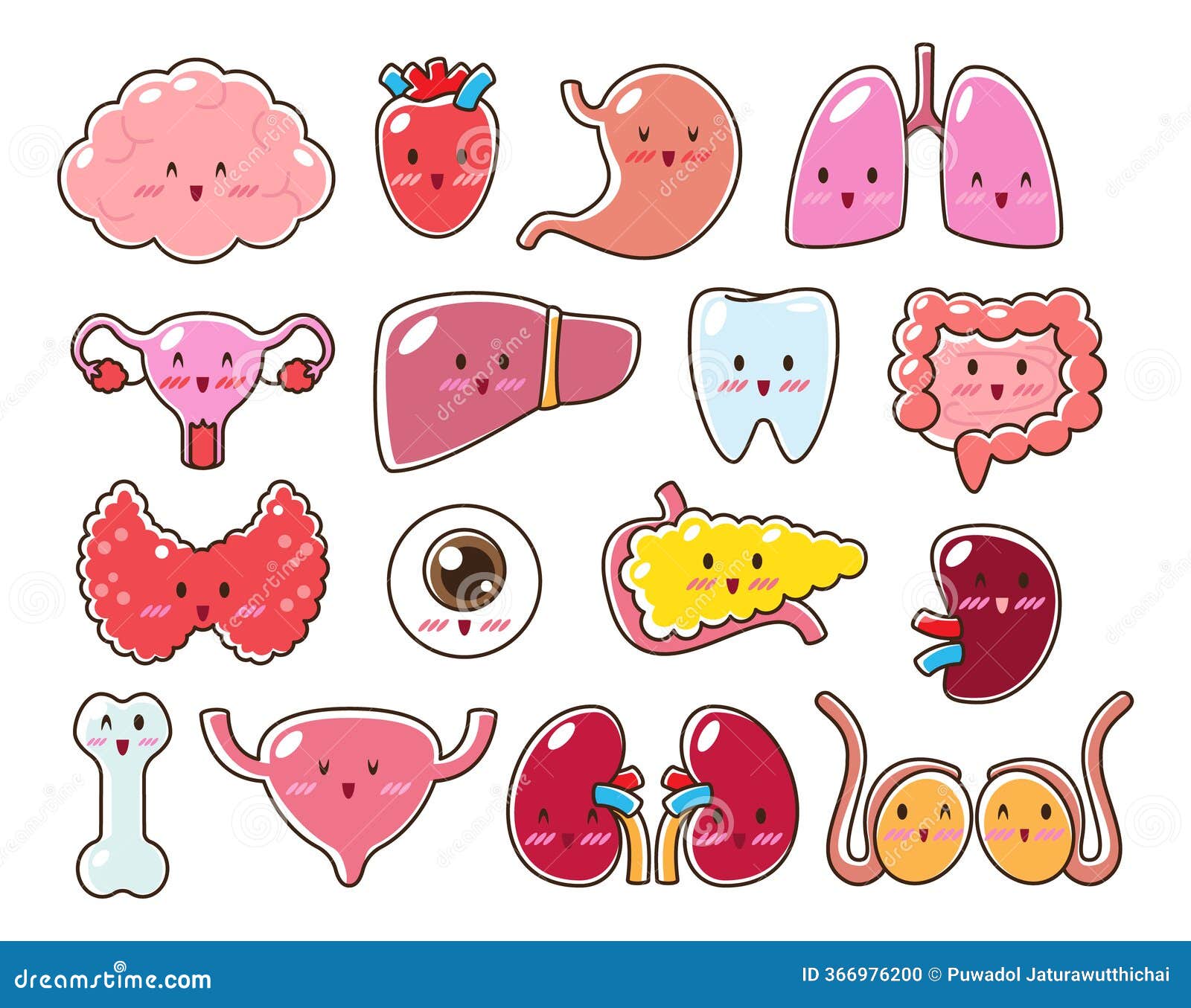 Human Testis Anatomy Medical Illustration. Cross-Section Of Male ...
