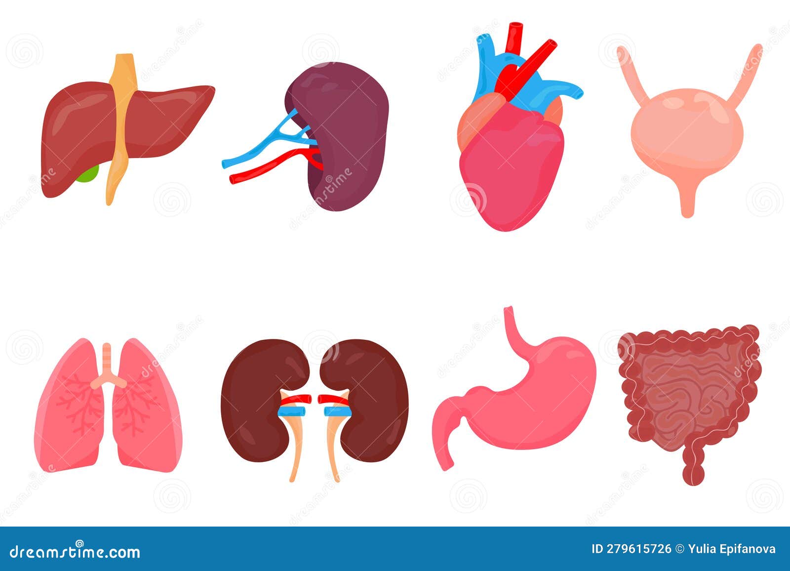 Collection of Human Organs in Cartoon Style, Anatomical Collection ...