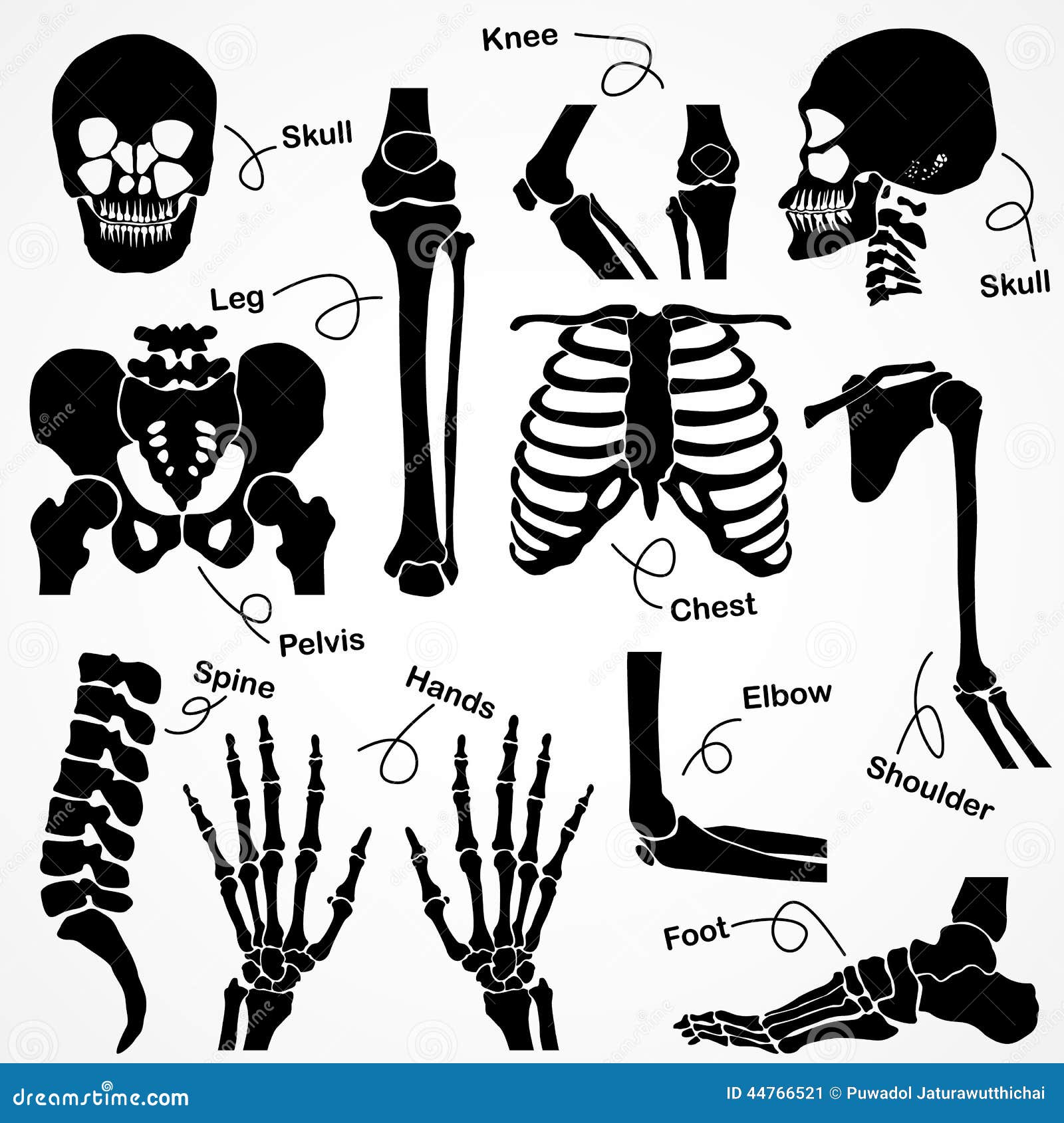 Collection Human Skeleton stock vector. Illustration of foot - 44766521