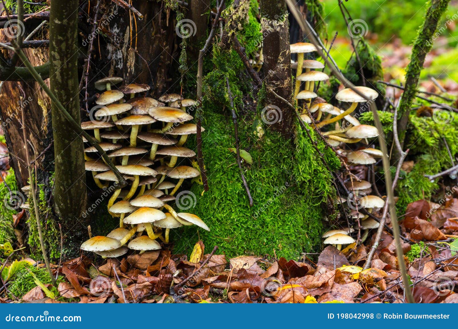 Collection Hypholoma Fasciculare, Clustered Forest Lover, Forest ... Collection Hypholoma Fasciculare, Clustered Forest Lover, Forest ...