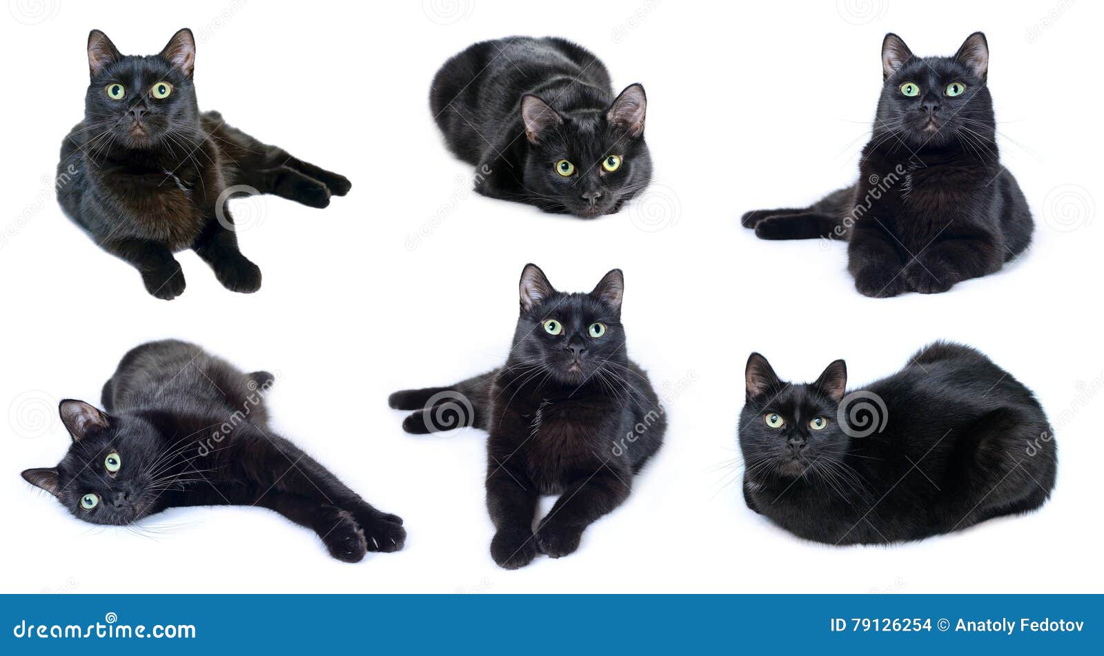 316 Black Cat Poses White Stock Photos - Free & Royalty-Free Stock ...