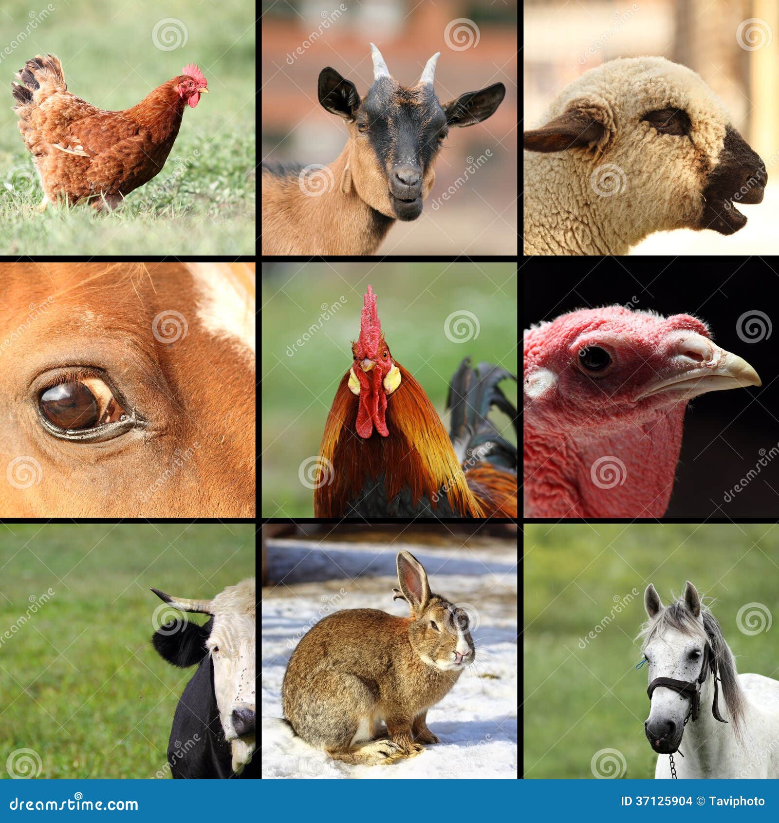 Collection of Images with Farm Animals Stock Photo - Image of hare ...