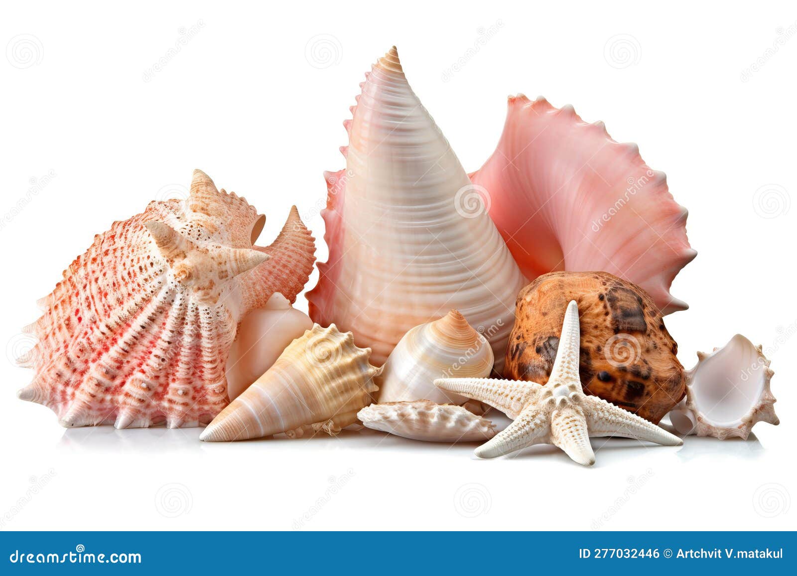 Seashells and Starfish Collection on White Background Stock ...