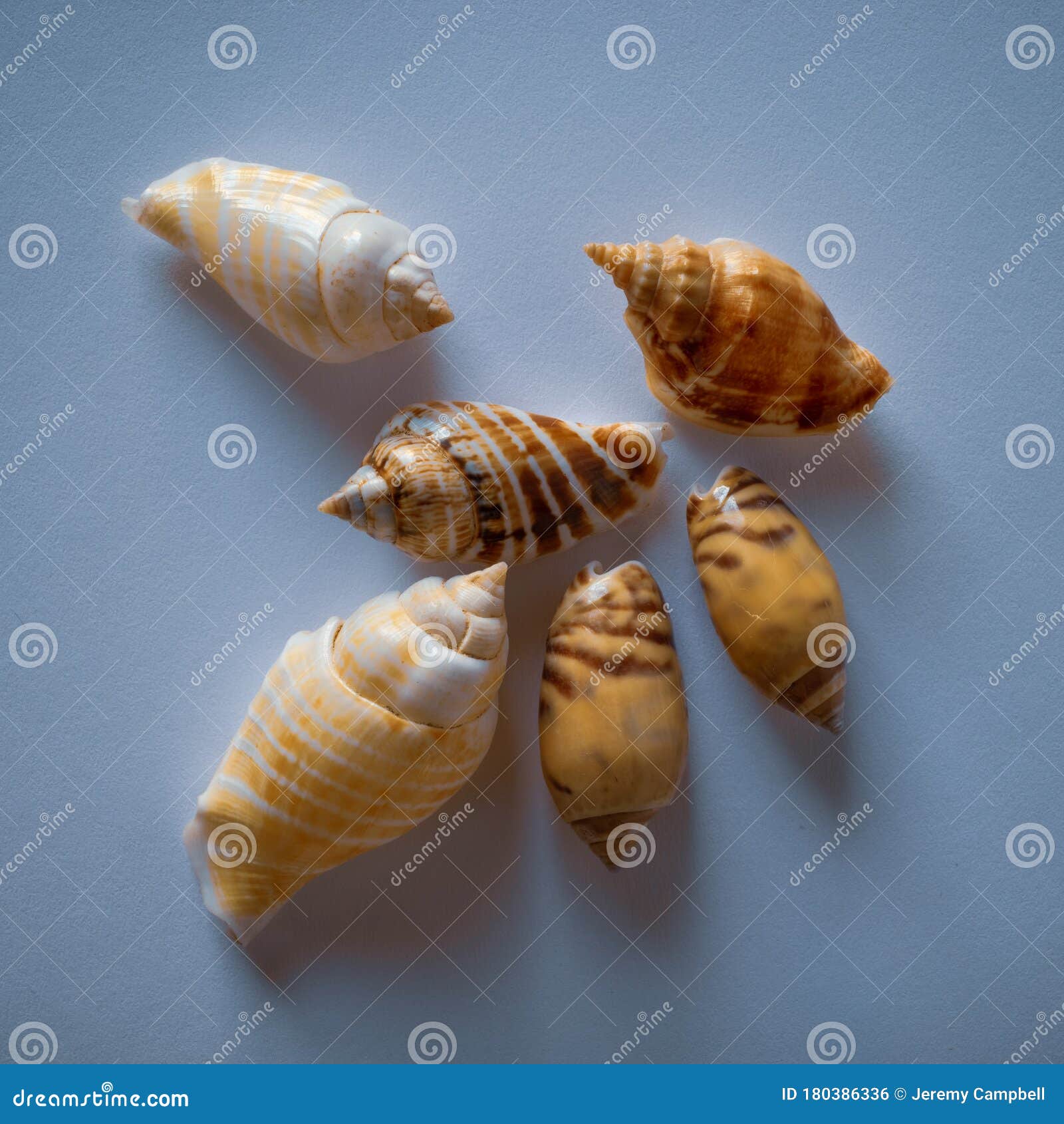 Collection of Indo-Pacific Shells Stock Photo - Image of shells, diving ...