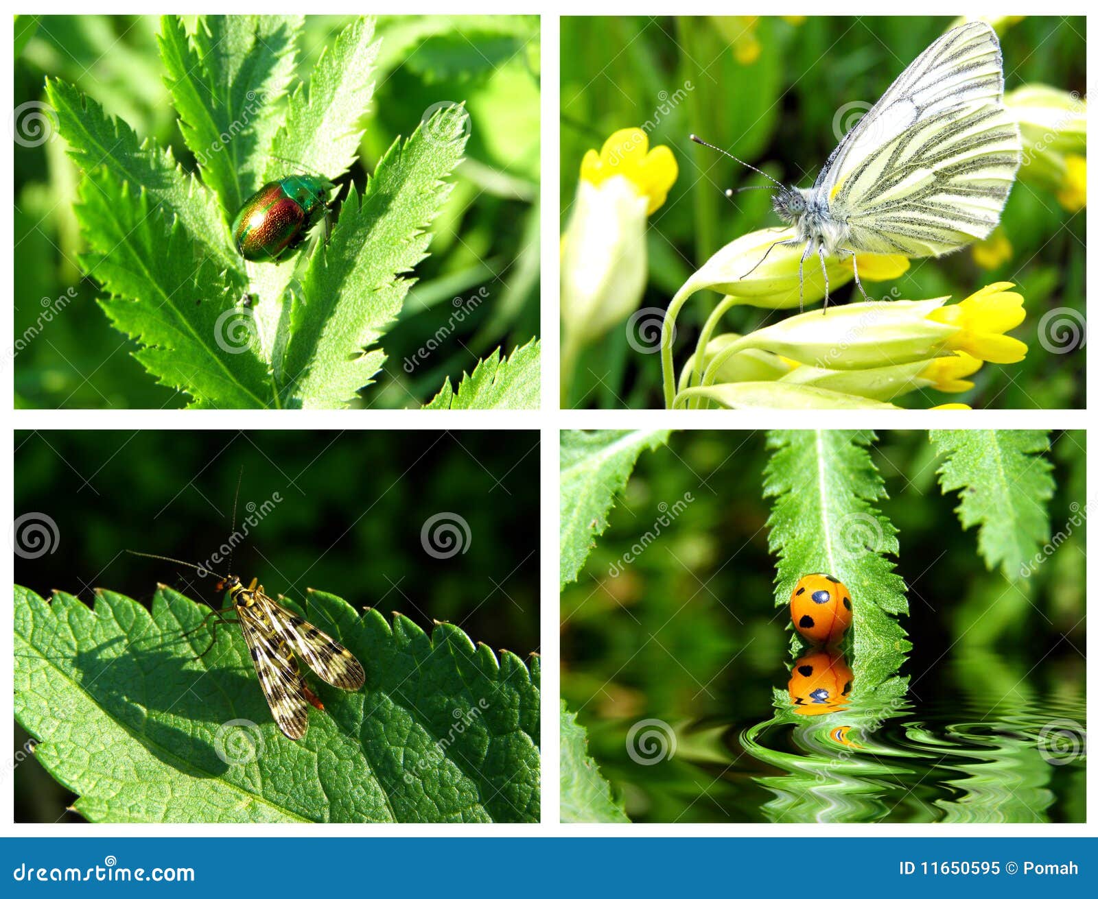 Collection insects stock image. Image of butterfly, close - 11650595