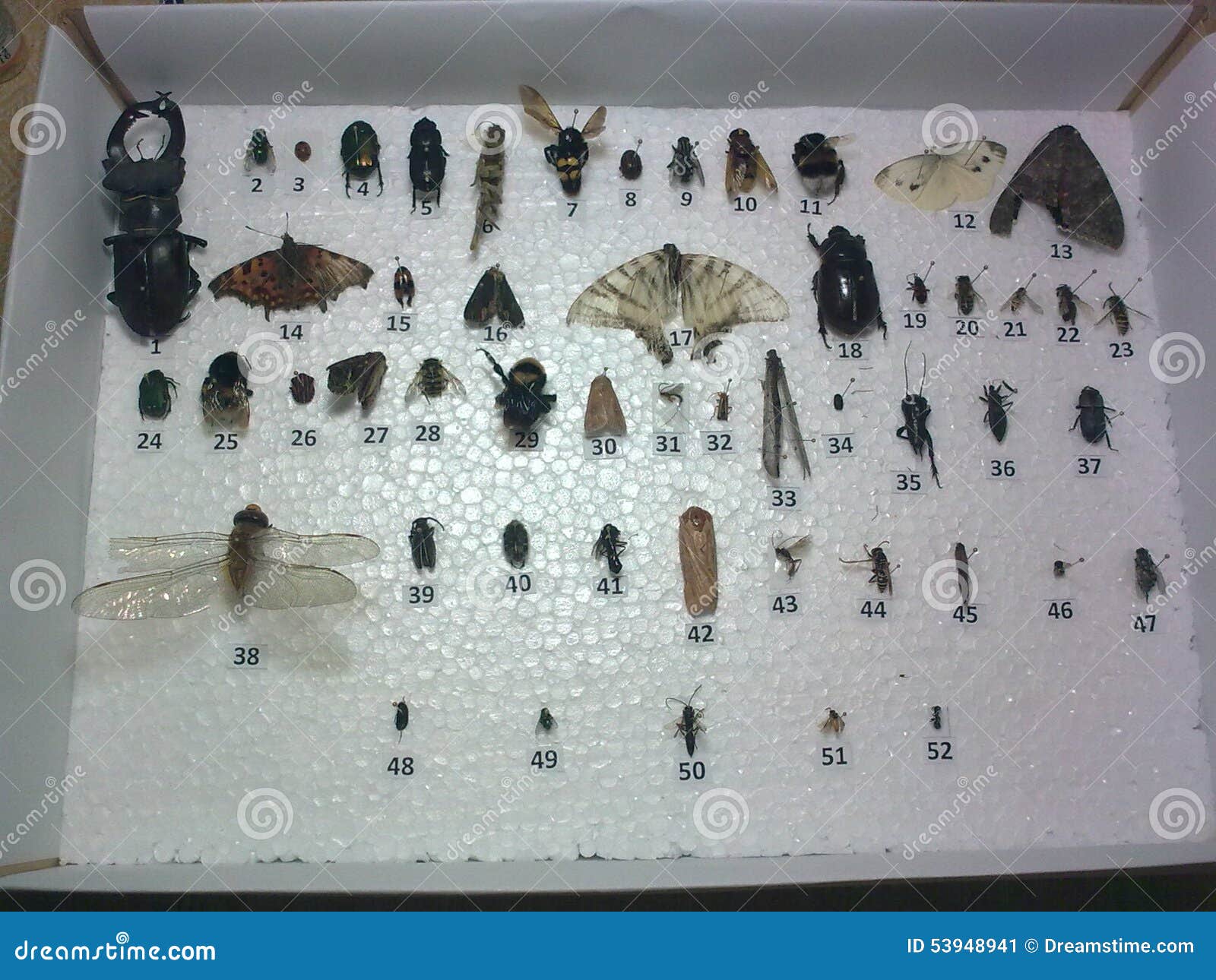 Collection of insects stock image. Image of bugs, biology - 53948941