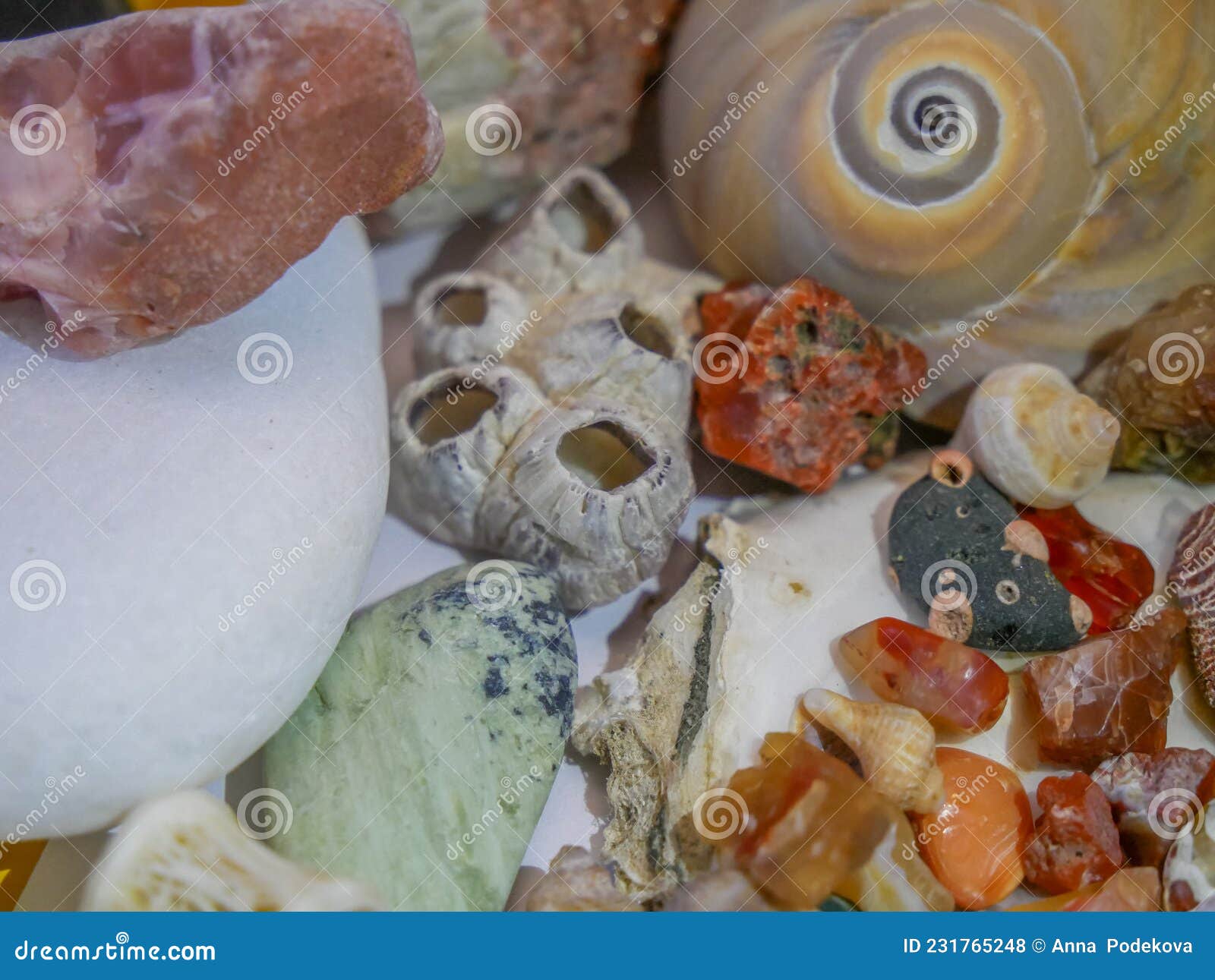Collection of Interesting Sea Shells and Gemstones from Three Seas ...