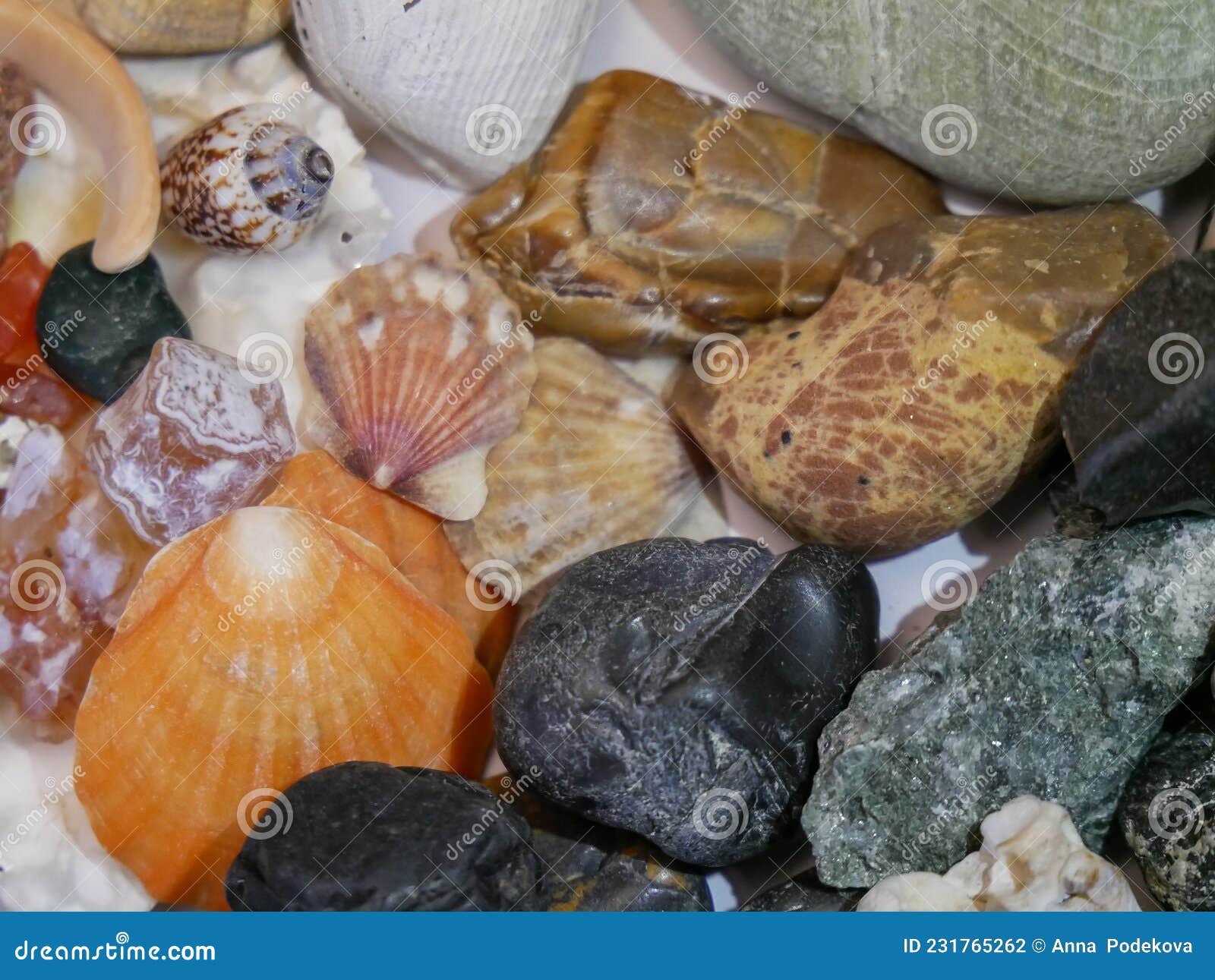 Collection of Interesting Sea Shells and Gemstones from Three Seas ...