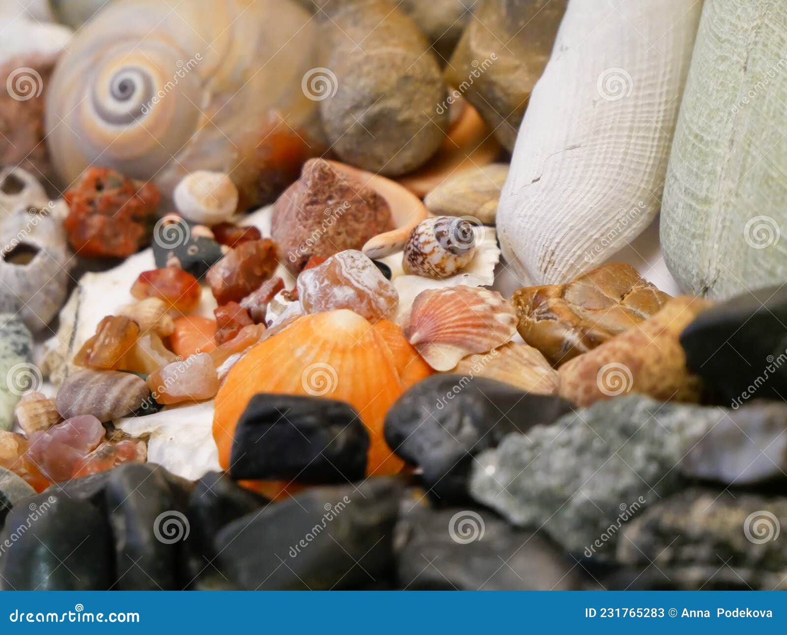 Collection of Interesting Sea Shells and Gemstones from Three Seas ...