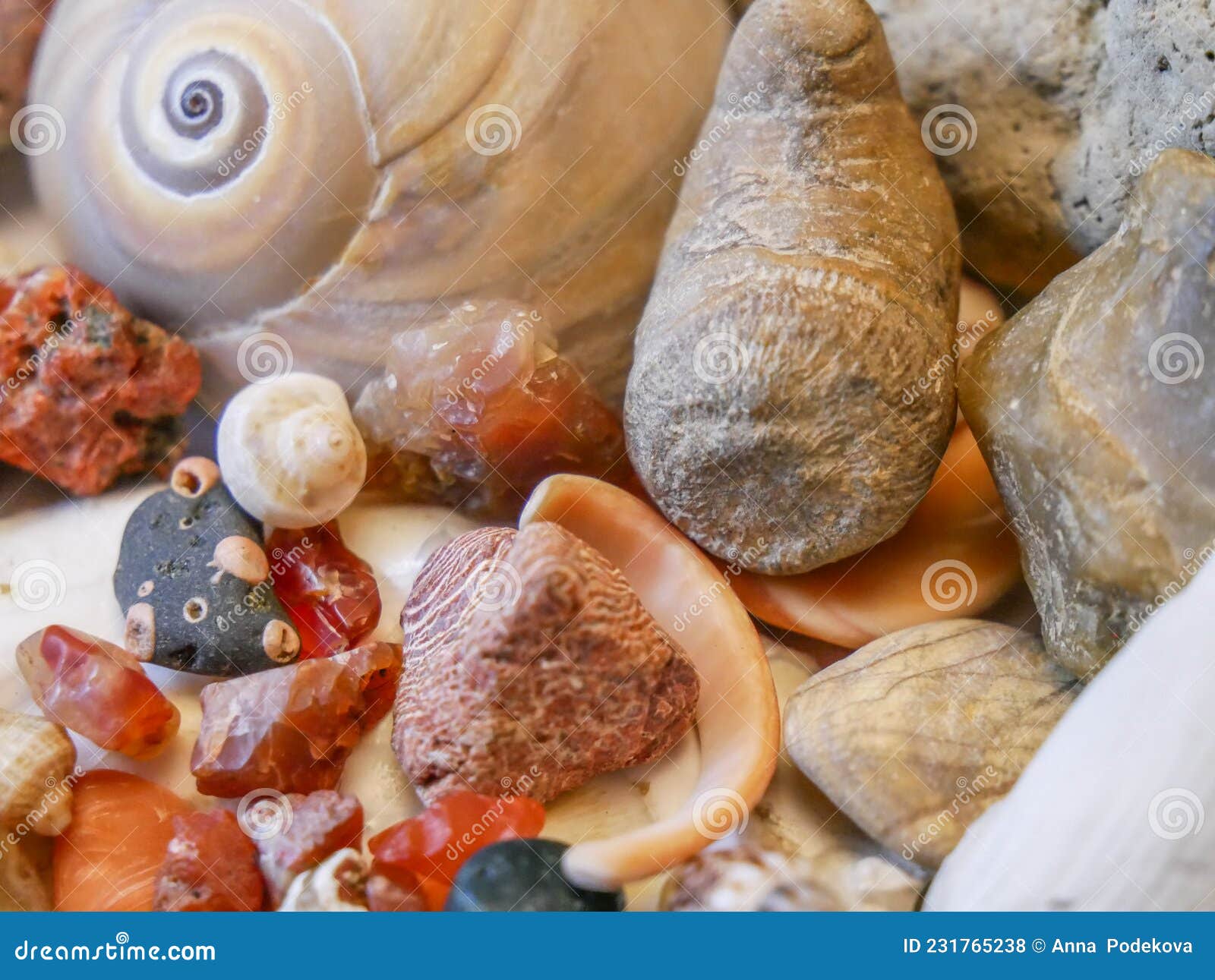 Collection of Interesting Sea Shells and Gemstones from Three Seas ...