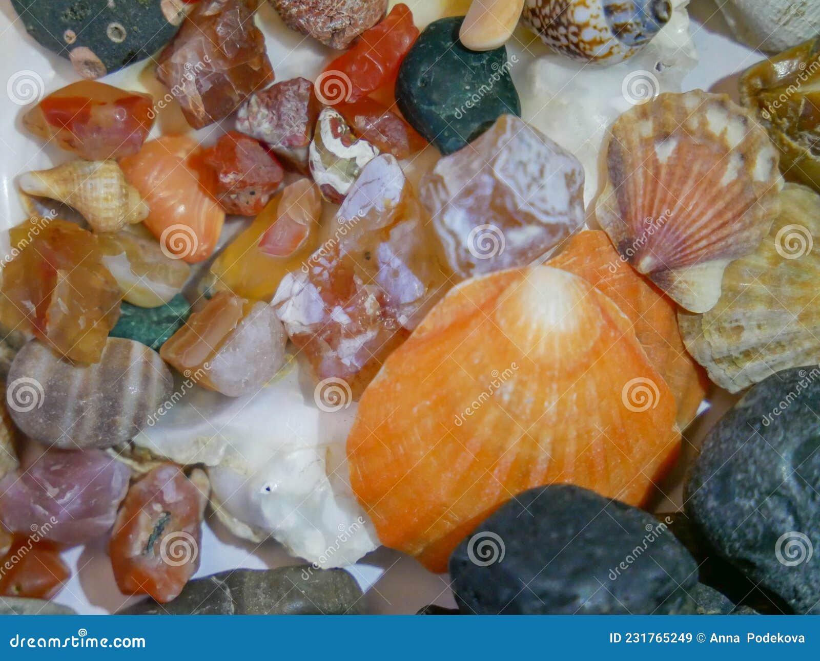 Collection of Interesting Sea Shells and Gemstones from Three Seas ...