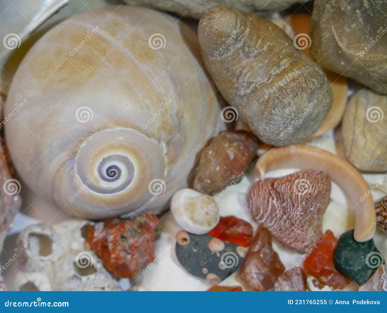 Collection of Interesting Sea Shells and Gemstones from Three Seas ...