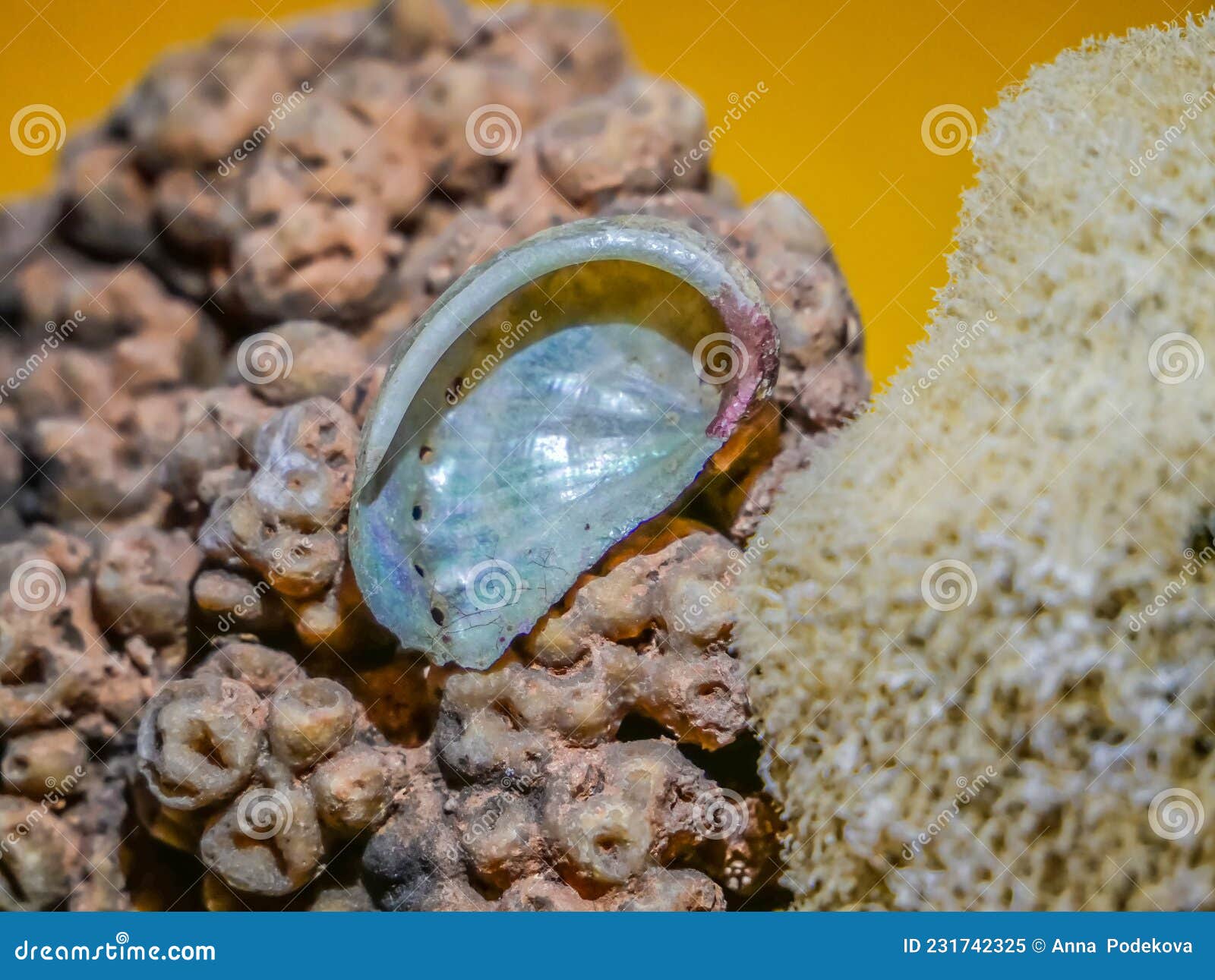 Collection of Interesting Sea Shels from Three Seas. Stock Image ...