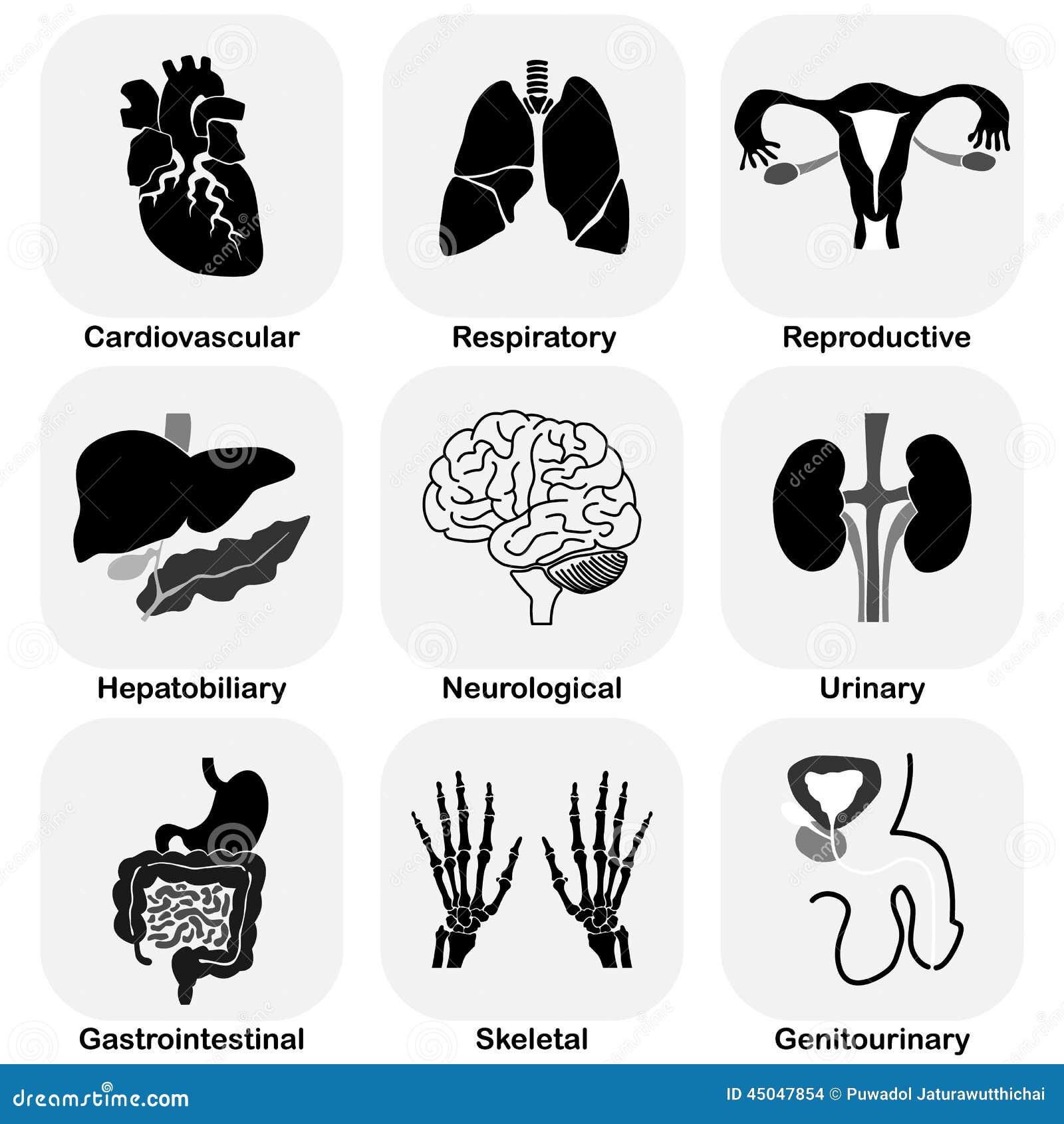 Internal Organ Human System Icon Stock Illustrations – 19,696 Internal ...