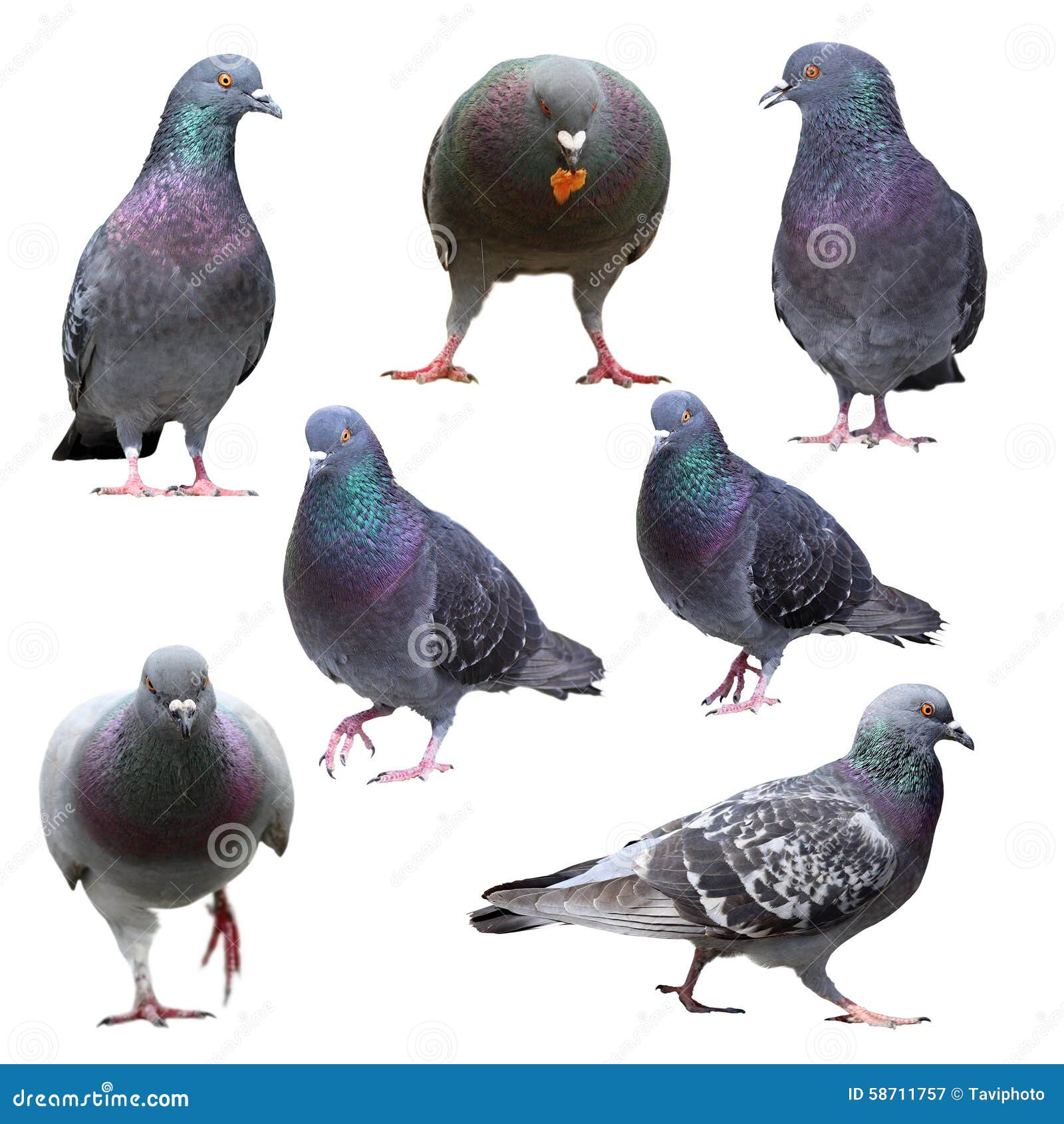 Dove Different Positions Stock Photos - Free & Royalty-Free Stock ...