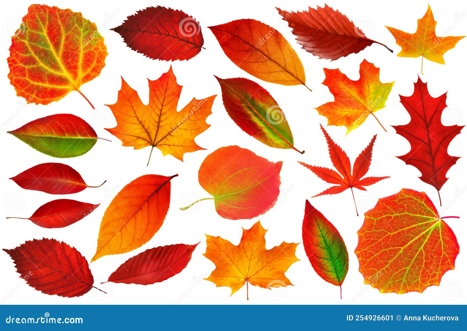Collection of 20 Isolated Red Autumn Tree Leaves Stock Illustration ...