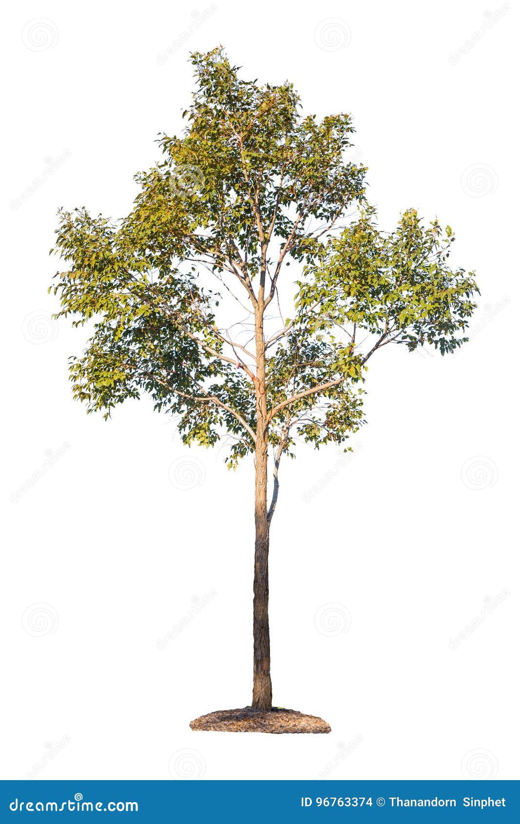 Collection of Isolated Trees Stock Photo - Image of botanical, botany ...