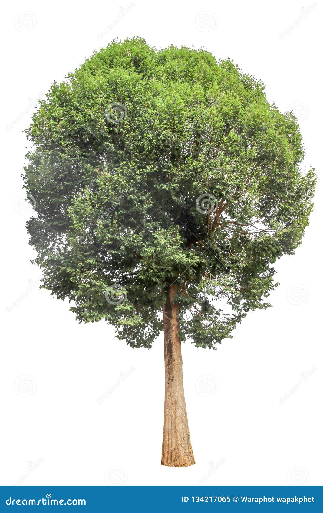 Collection of Isolated Trees on a White Background. Beautiful Tree it ...