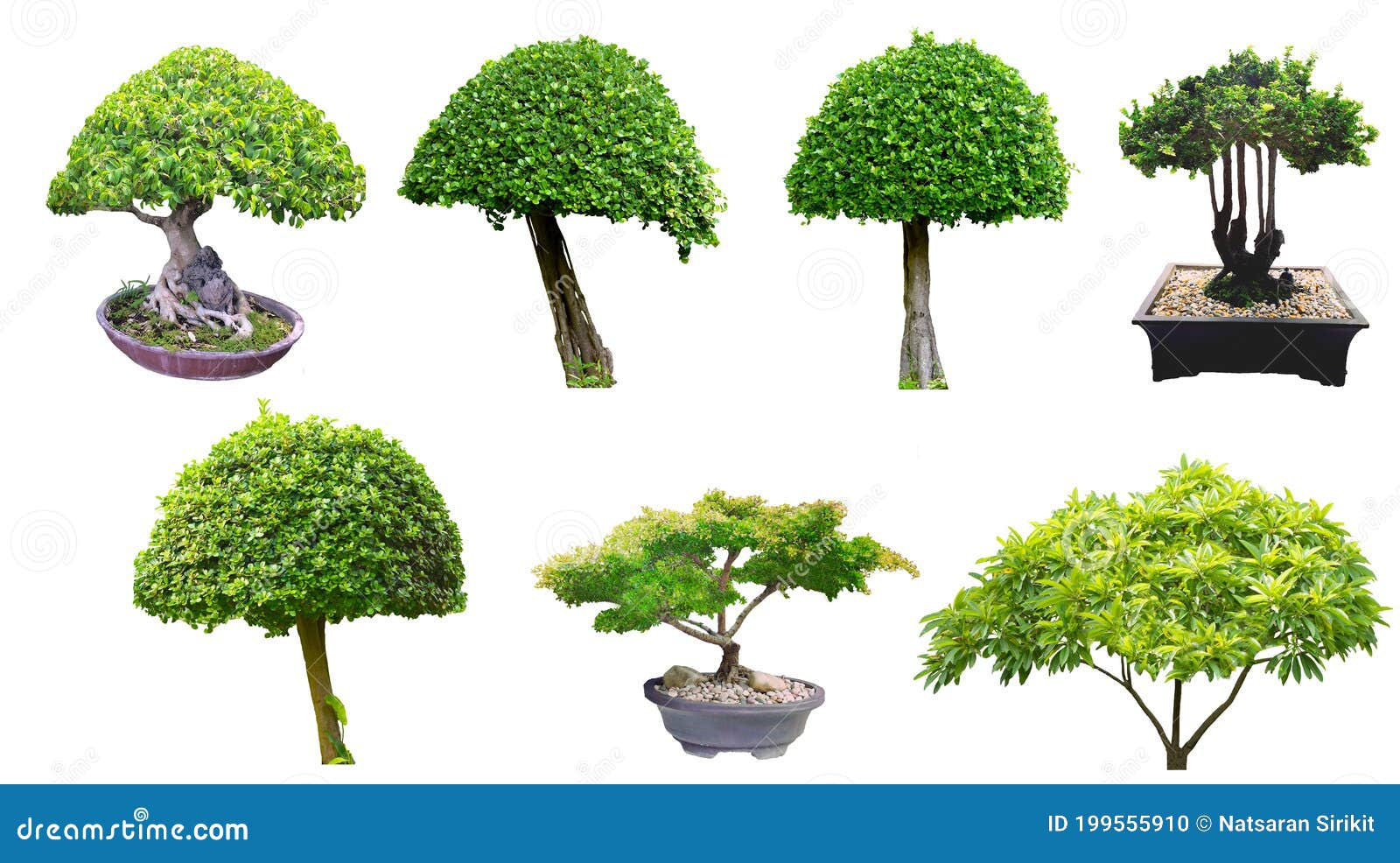 Collection of Isolated Trees on White Background, the Collection of ...