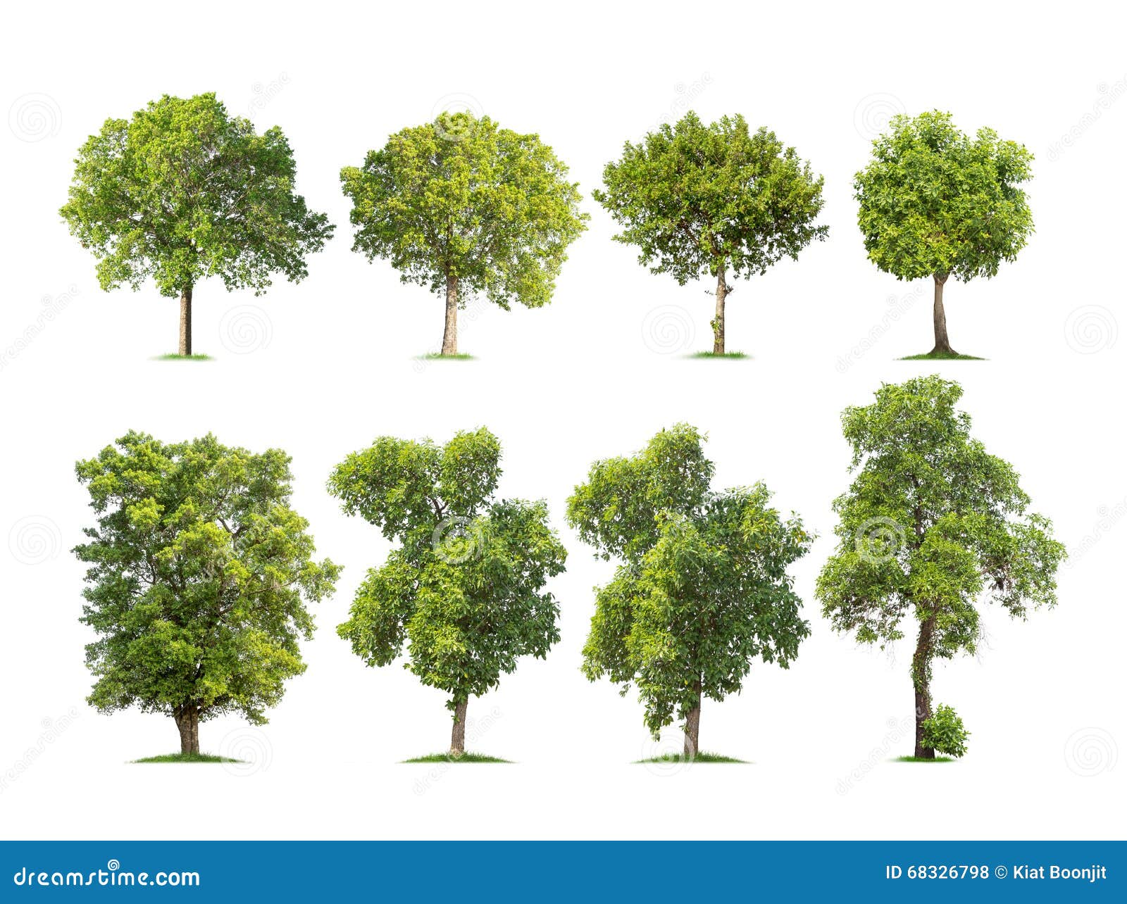Collection of Isolated Trees on White Background Stock Photo - Image of ...