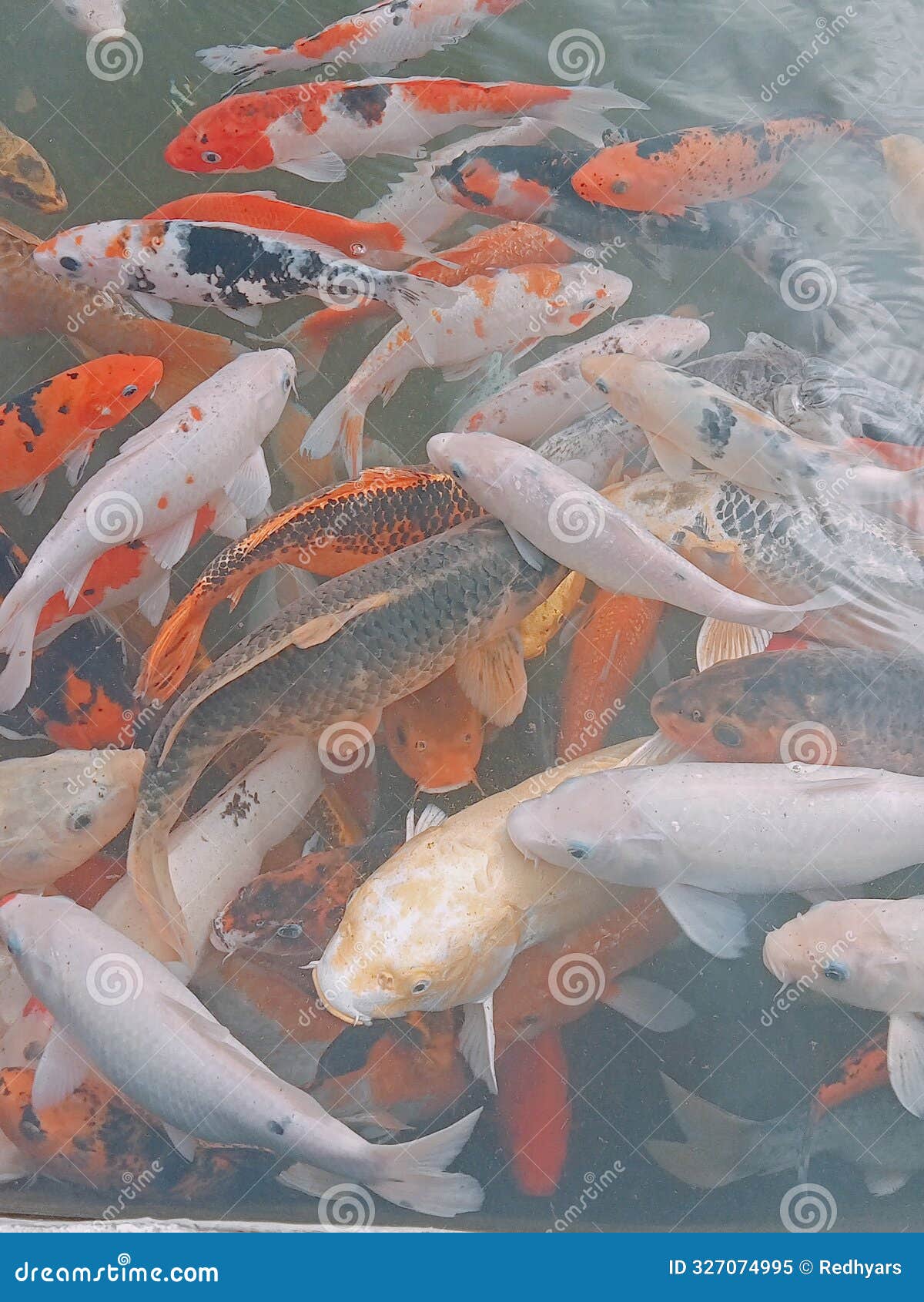 A Collection of Koi Fish or Gold Fish in One Pond Stock Image - Image ...