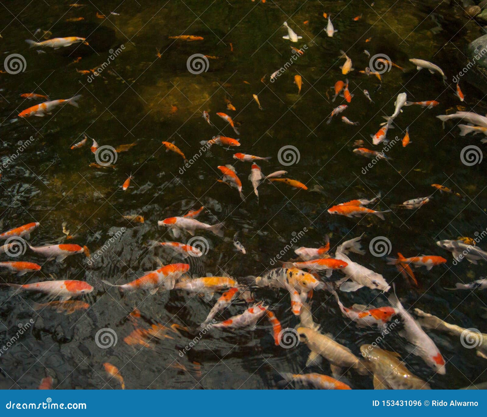 A Collection of Koi Fish Swimming in the Pool Stock Photo - Image of ...
