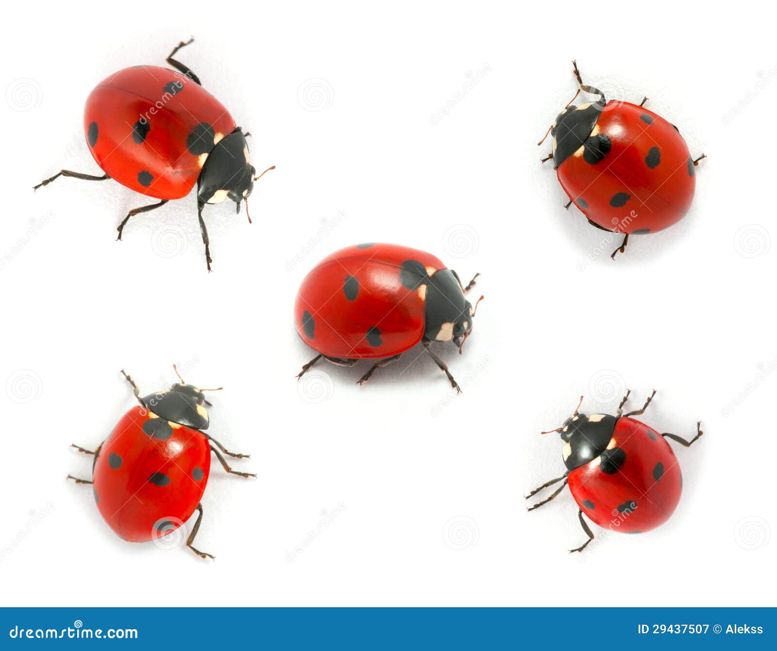 Collection of ladybugs stock image. Image of animal, beetle - 29437507