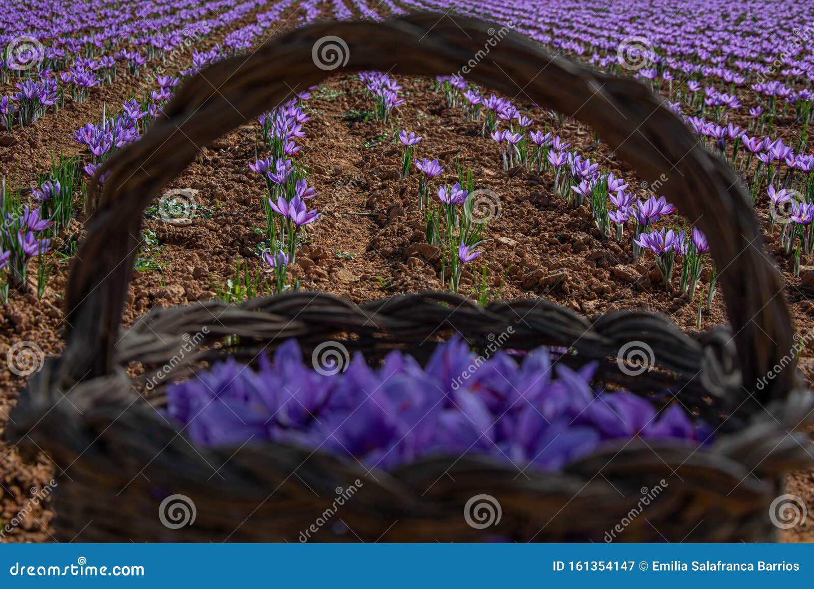 Saffron Rose Collection Landscape Stock Image - Image of paella, cover ...
