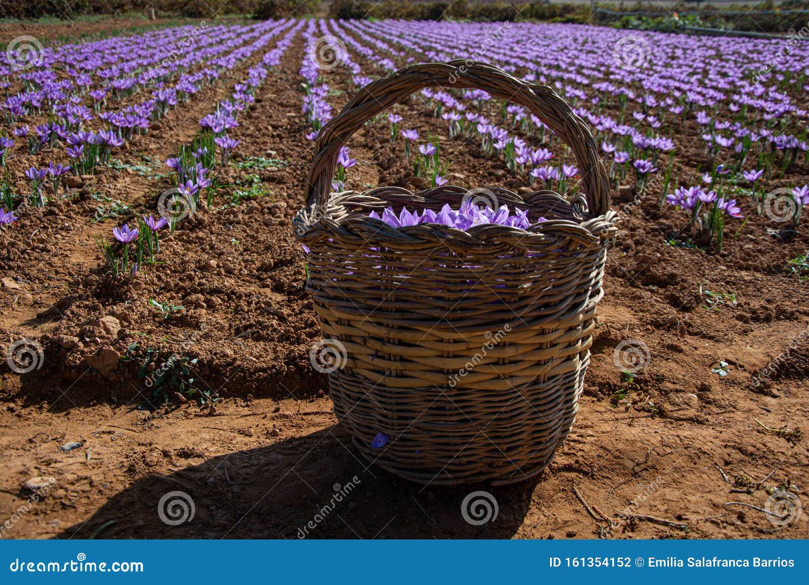 Saffron Rose Collection Landscape Stock Photo - Image of mallow, bulb ...