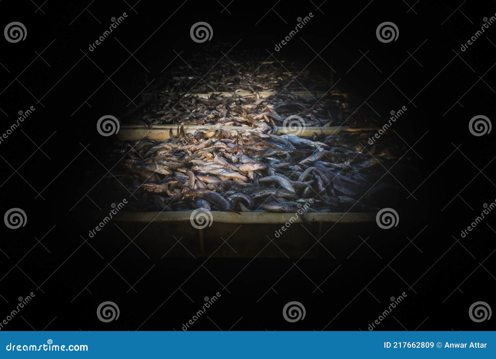 Collection of Large Quantity of Fish in the Fish Containers Ready To ...