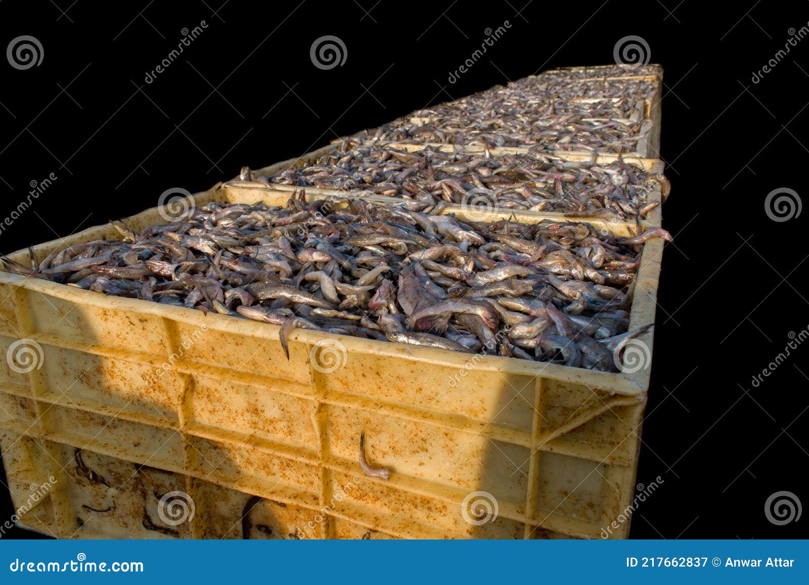 Fish In Containers Royalty-Free Stock Photography | CartoonDealer.com ...