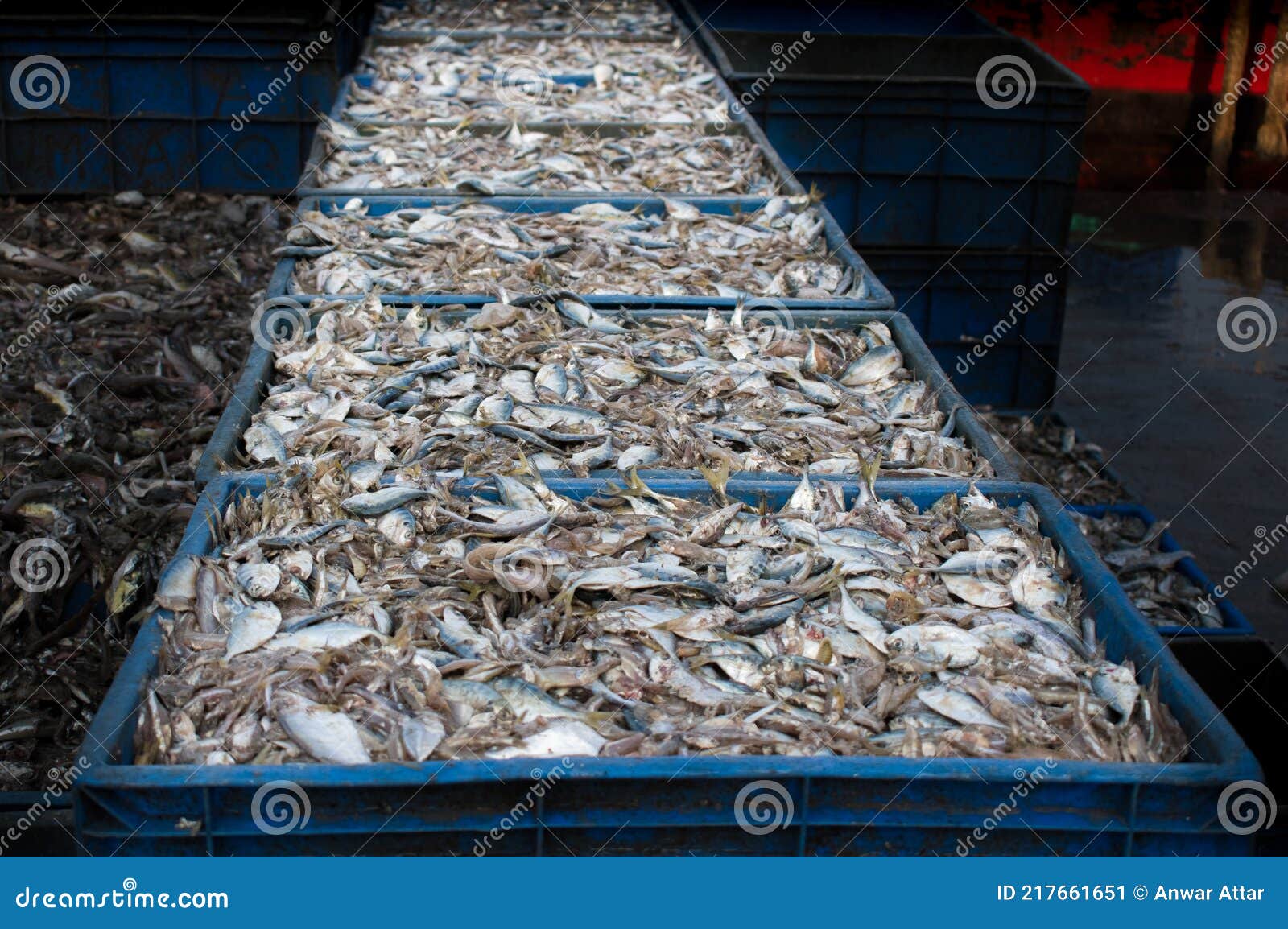 Fish In Containers Royalty-Free Stock Photography | CartoonDealer.com ...