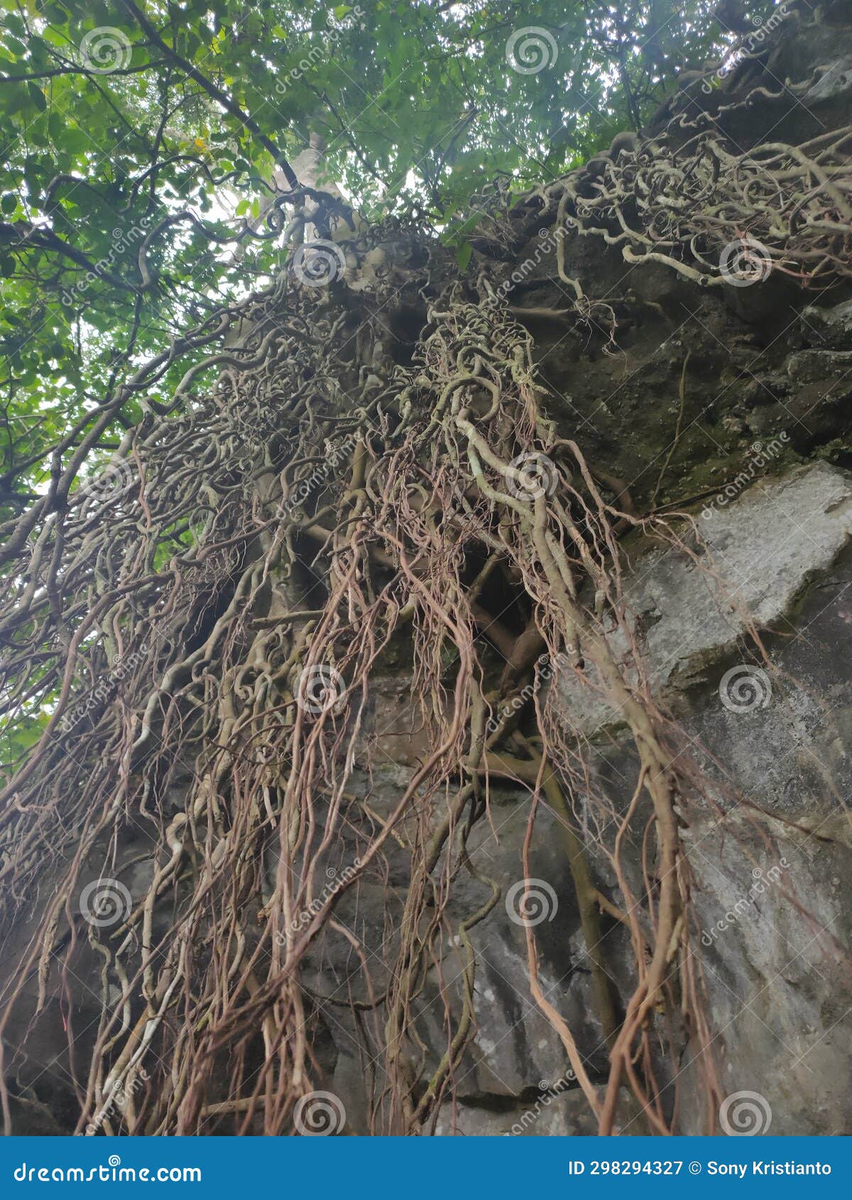 A Collection of Large Tree Roots Attached To a Rocky Cliff in the ...