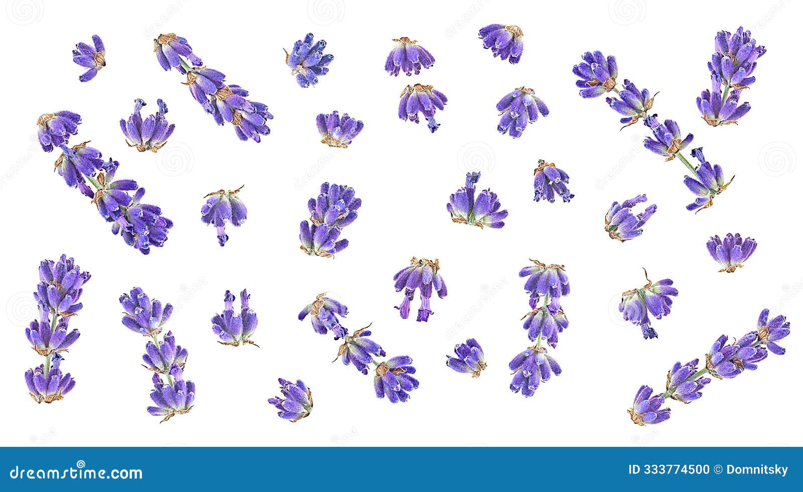 Collection of Lavender Flowers Isolated on White Background, Top View ...