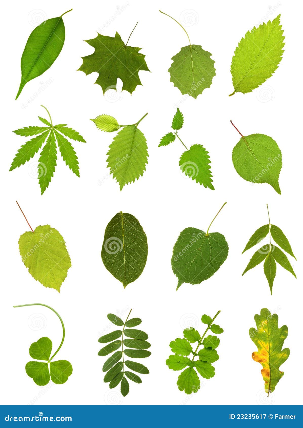 Collection leaves stock image. Image of nature, rowan - 23235617