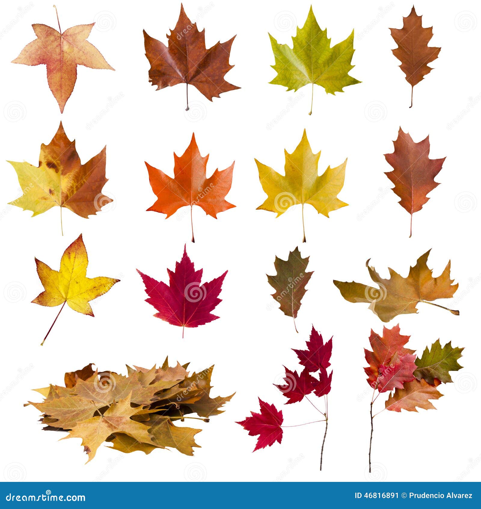 Collection of leaves stock image. Image of leaves, background - 46816891