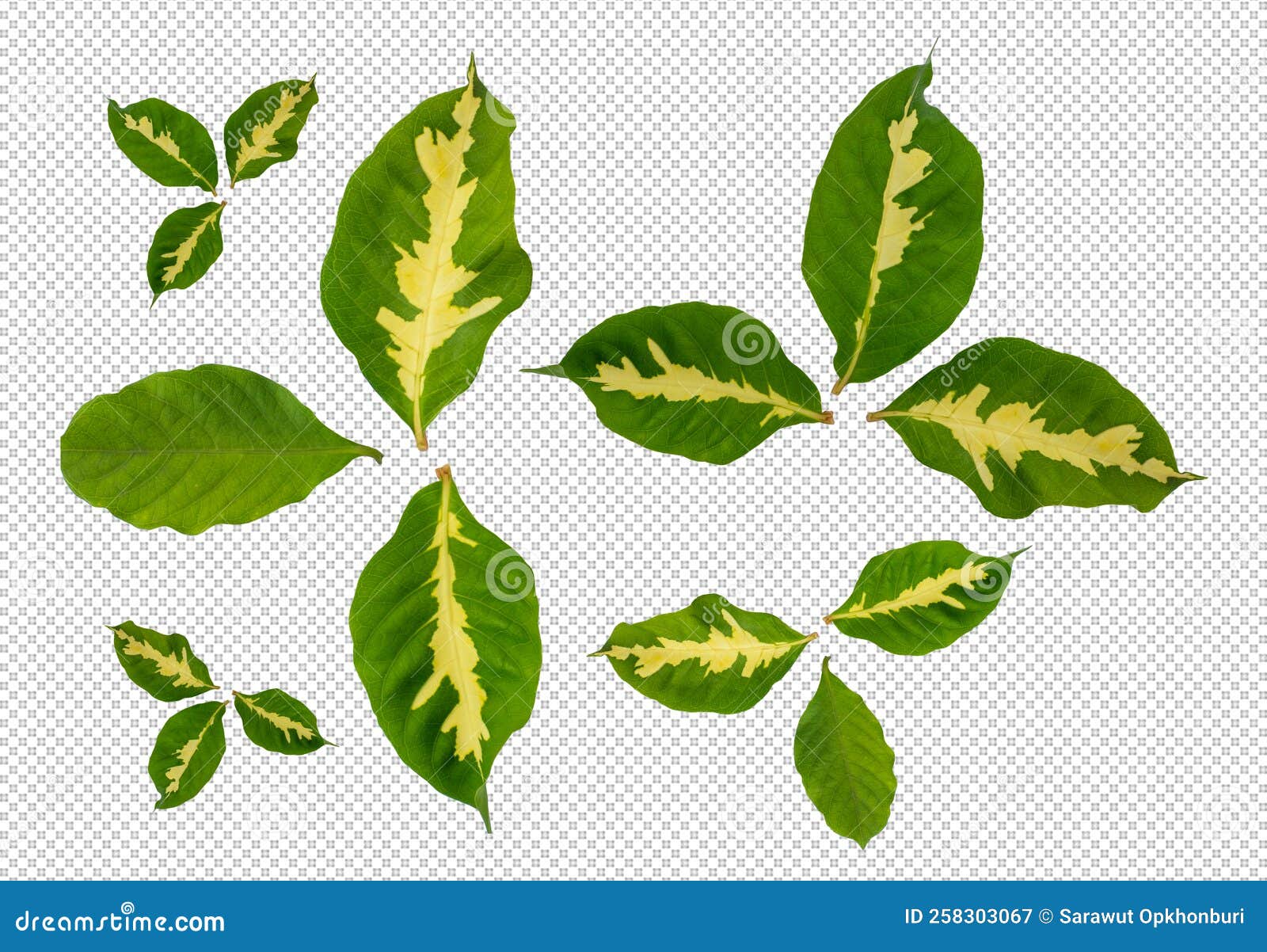 Collection of Leaves on Transparent Background . Stock Image - Image of ...