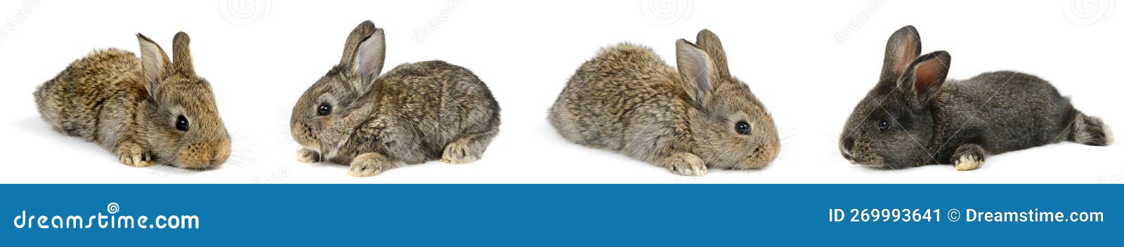 Collection of Little Rabbits from Different Angles Isolated on White ...