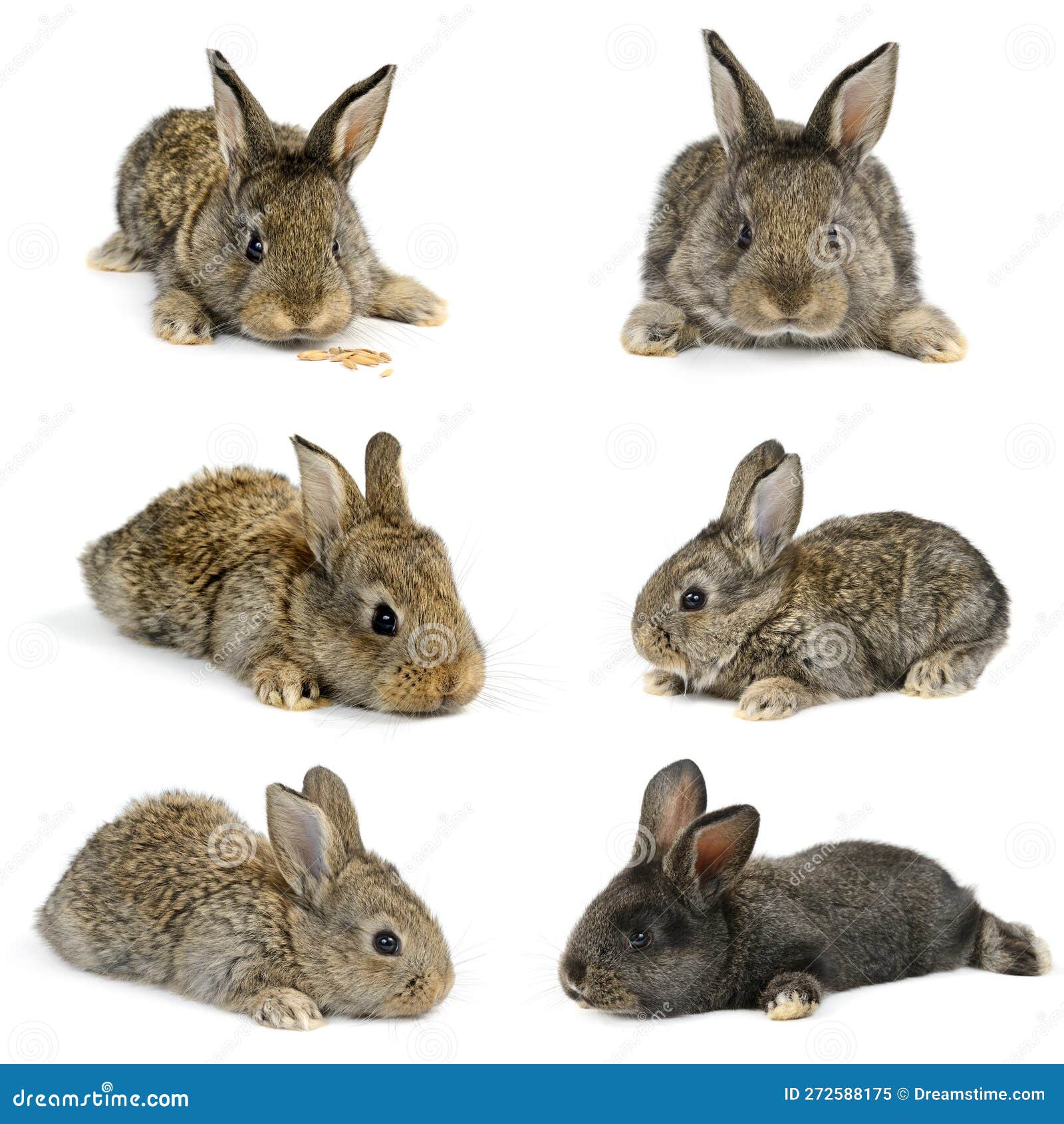 Collection of Little Rabbits from Different Angles Isolated on White ...