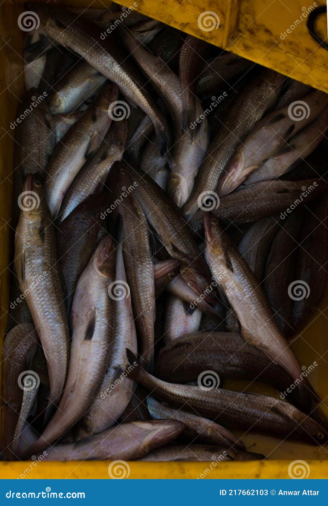 Saurida Lizard Stock Photos - Free & Royalty-Free Stock Photos from ...