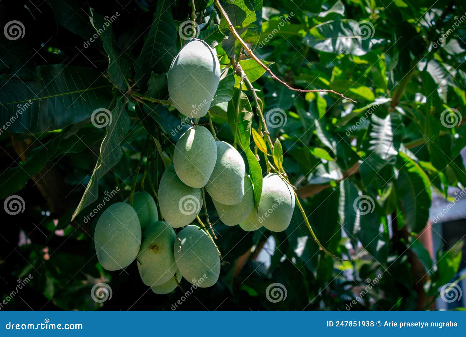 A Collection of Mangoes on a Tree Branch Stock Photo - Image of blossom ...