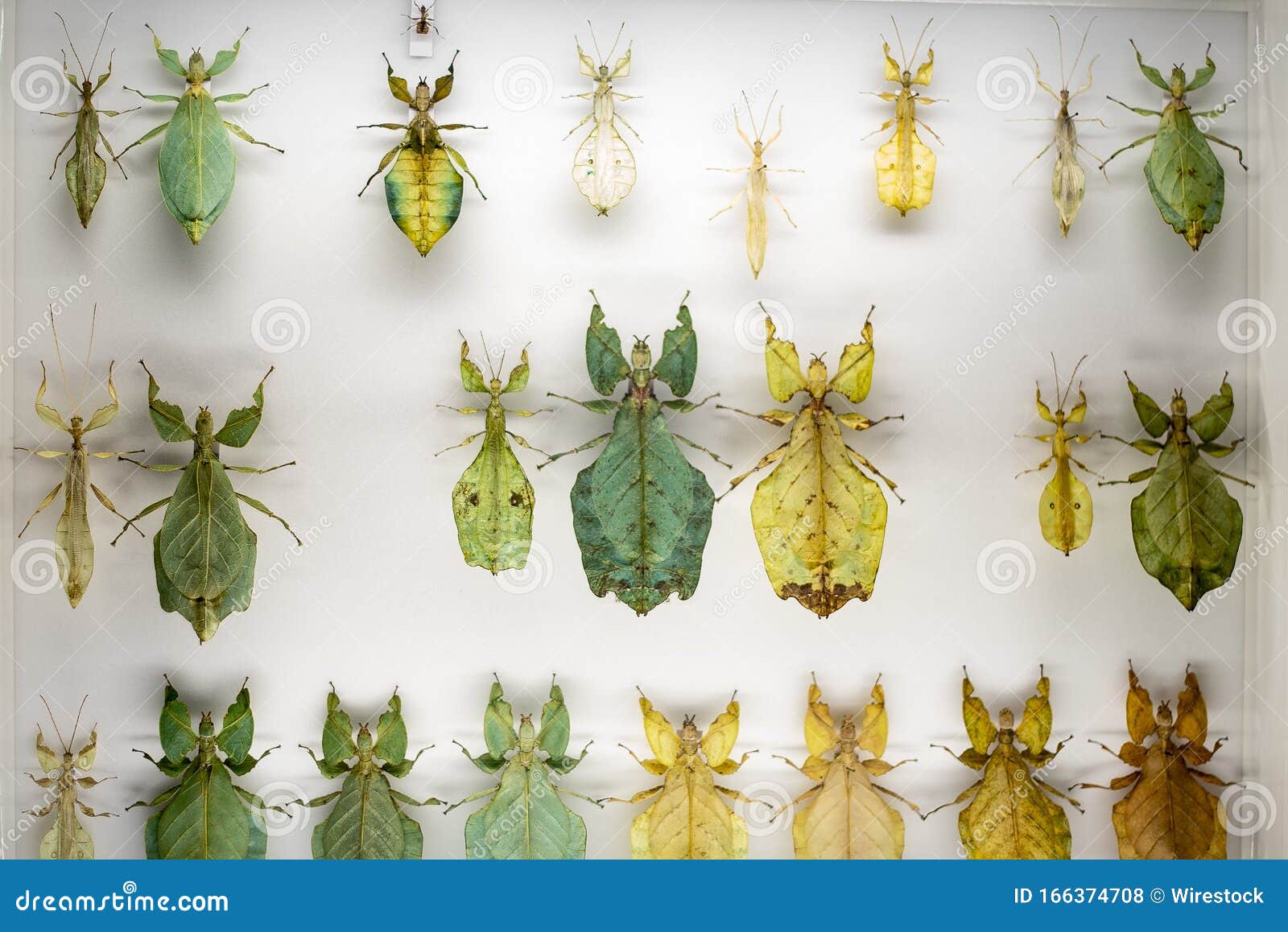Collection of Many Big and Small Insects of Different Colors on a White ...