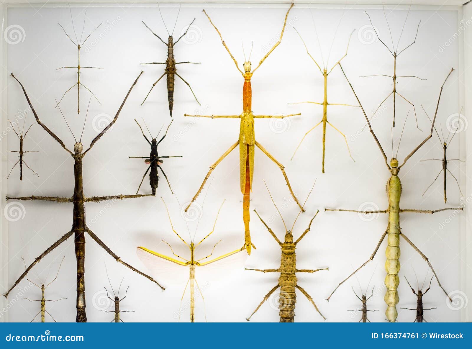 Collection of Many Big and Small Insects of Different Colors on a White ...